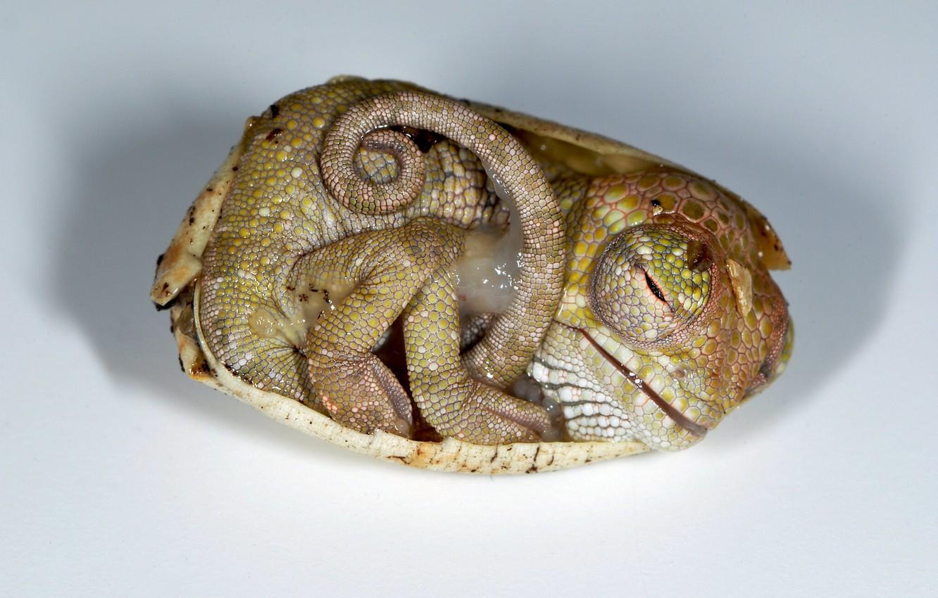 Baby Chameleon Wallpapers - Top Free Baby Chameleon Backgrounds ...