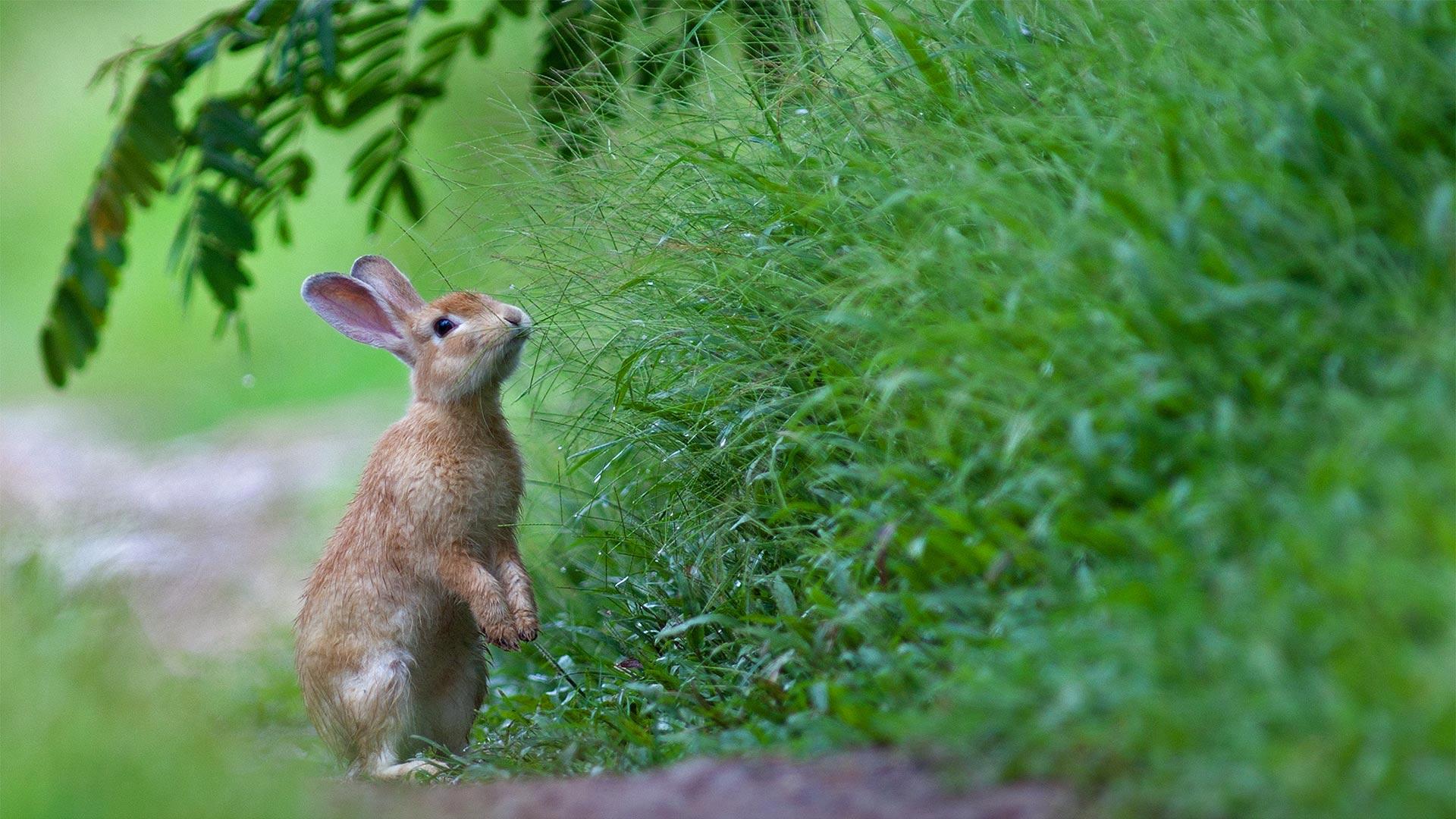 Bing Bunny Wallpapers - Top Free Bing Bunny Backgrounds - WallpaperAccess