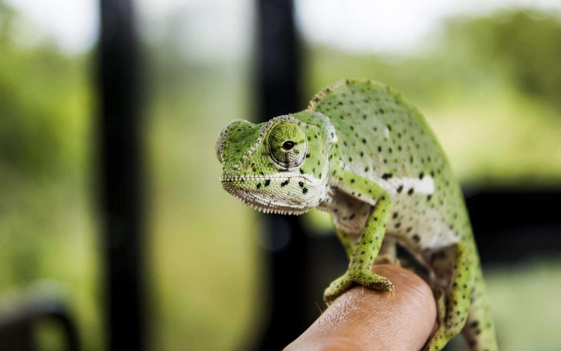 Baby Chameleon Wallpapers - Top Free Baby Chameleon Backgrounds ...