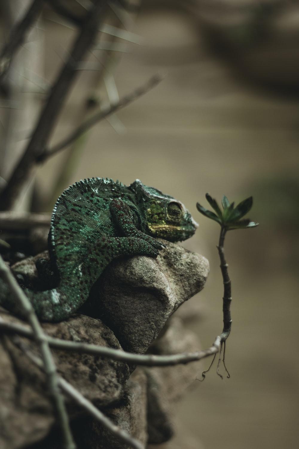 Baby Chameleon Wallpapers - Top Free Baby Chameleon Backgrounds ...