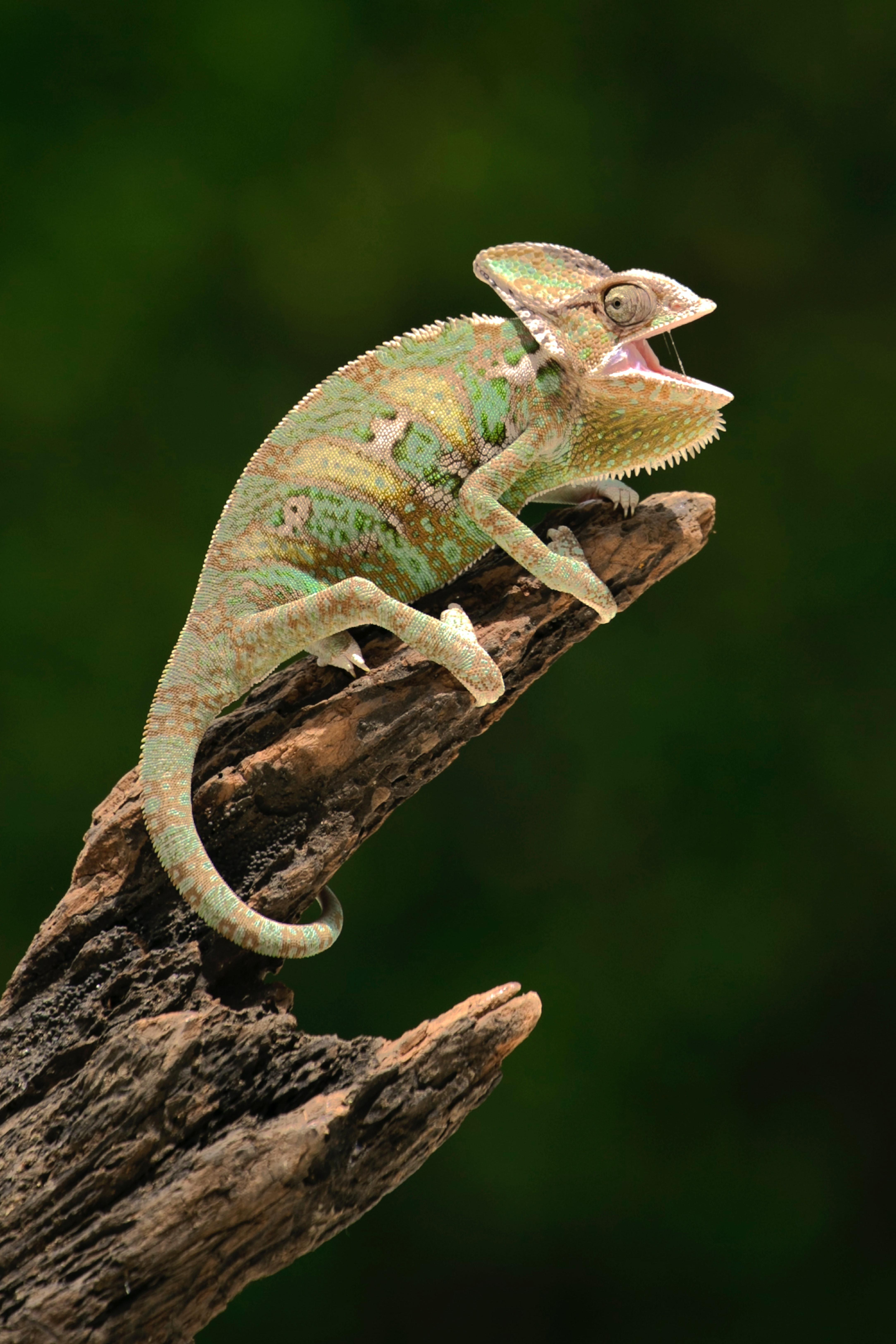 Baby Chameleon Wallpapers - Top Free Baby Chameleon Backgrounds ...