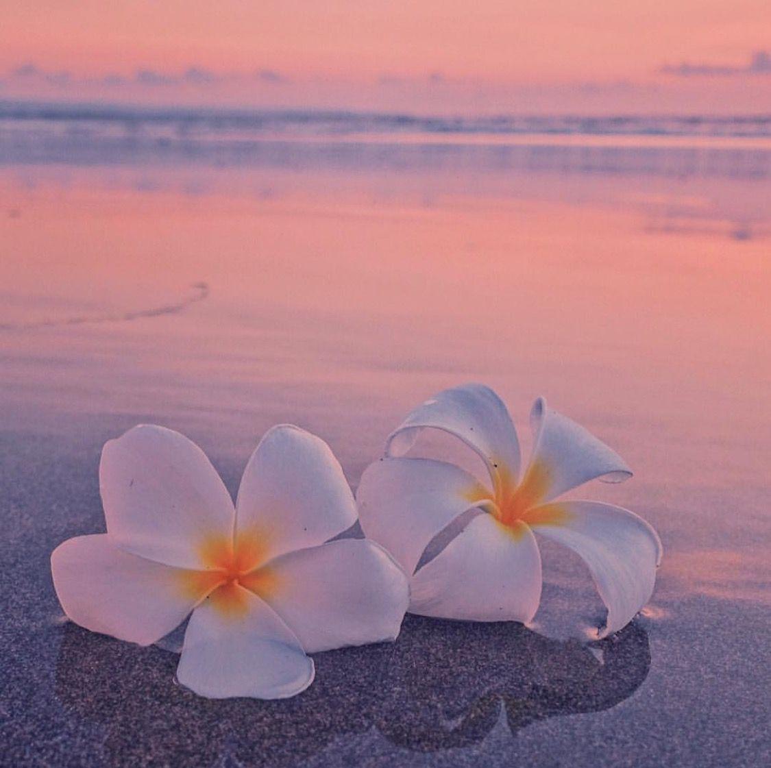 Plumeria Beach Wallpaper