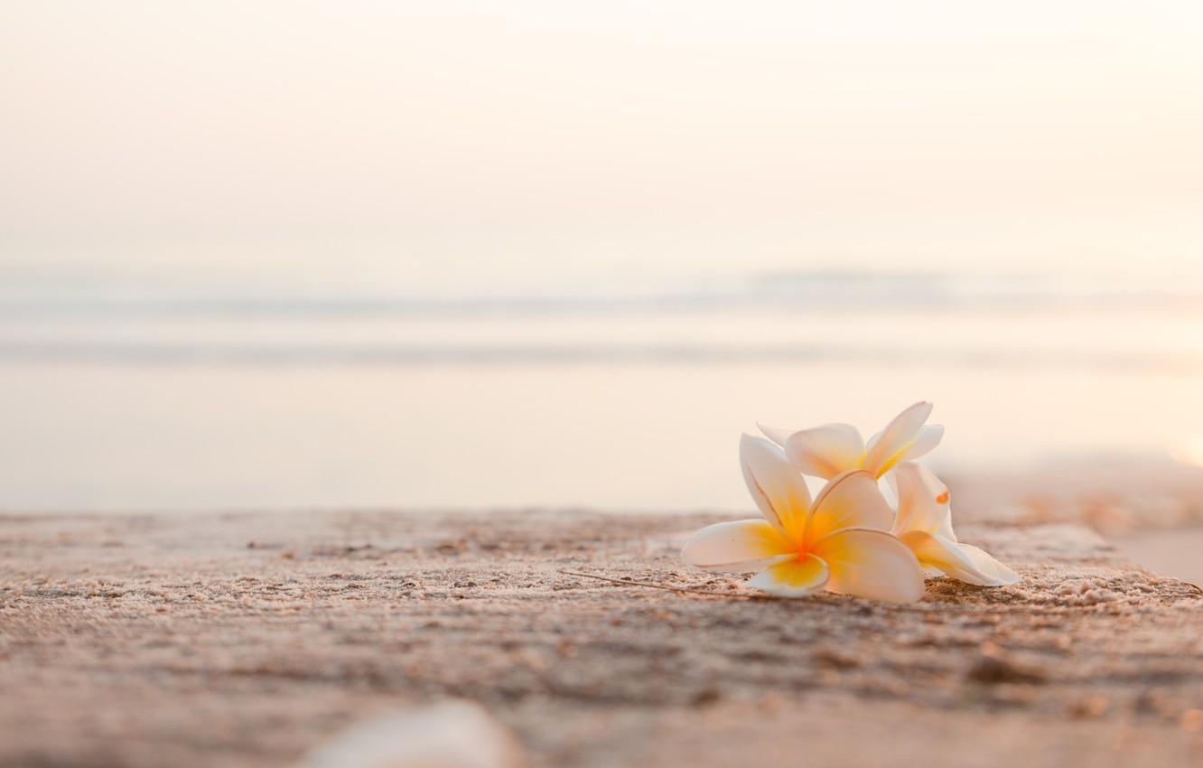 Plumeria Beach Wallpapers - Top Free Plumeria Beach Backgrounds ...