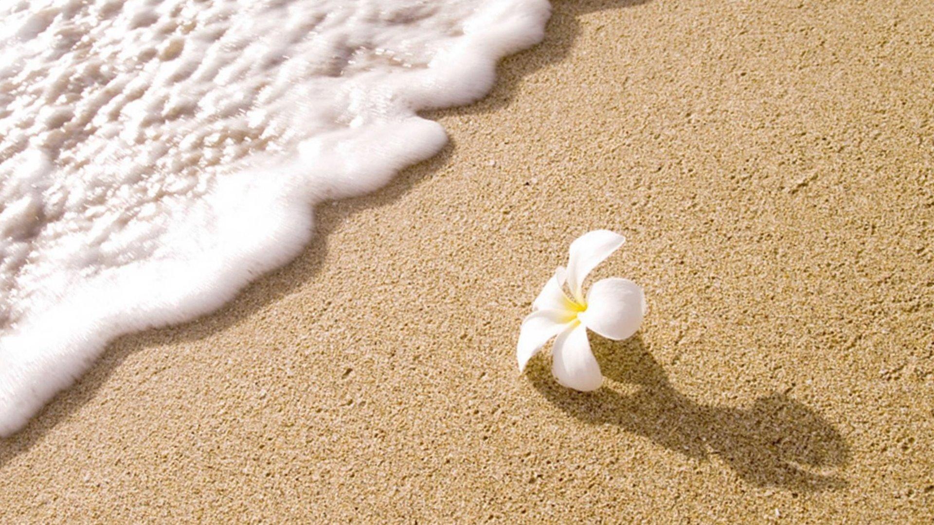 Plumeria Beach Wallpapers - Top Free Plumeria Beach Backgrounds ...