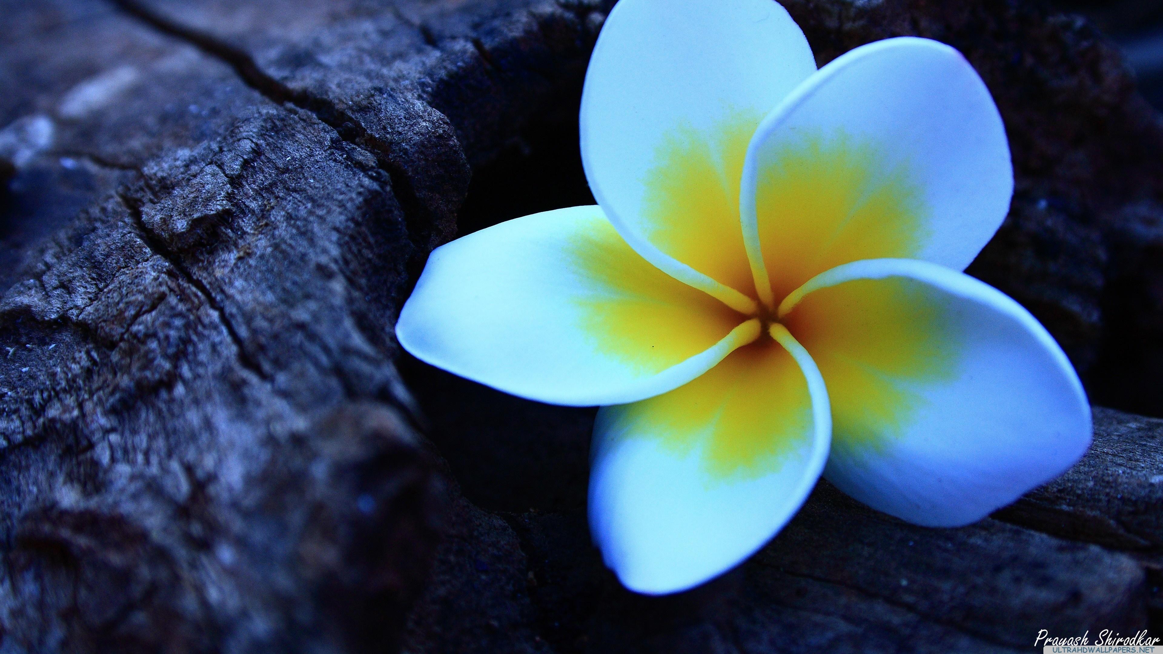 Plumeria Beach Wallpapers - Top Free Plumeria Beach Backgrounds ...