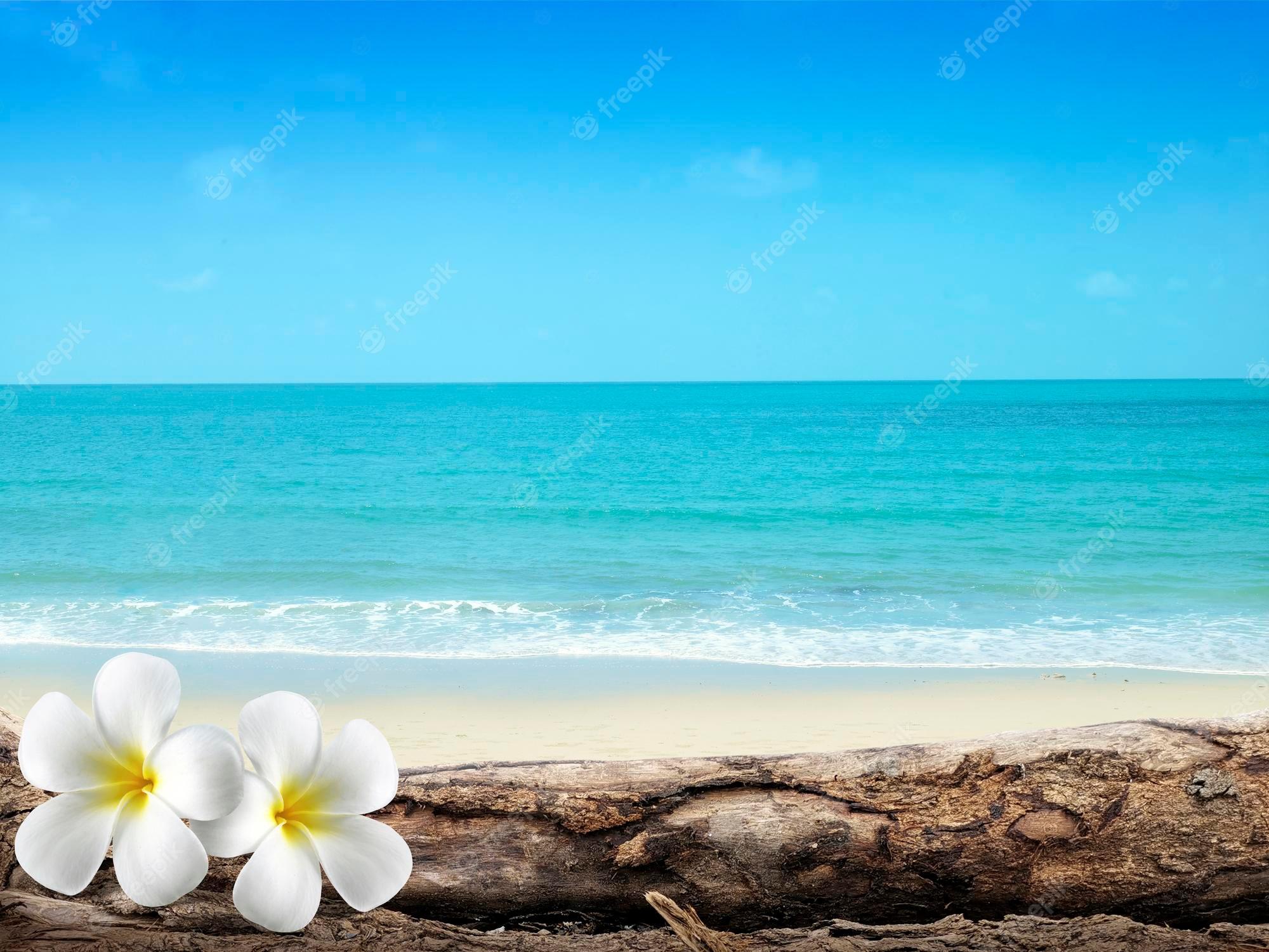 Plumeria Beach Wallpapers - Top Free Plumeria Beach Backgrounds ...