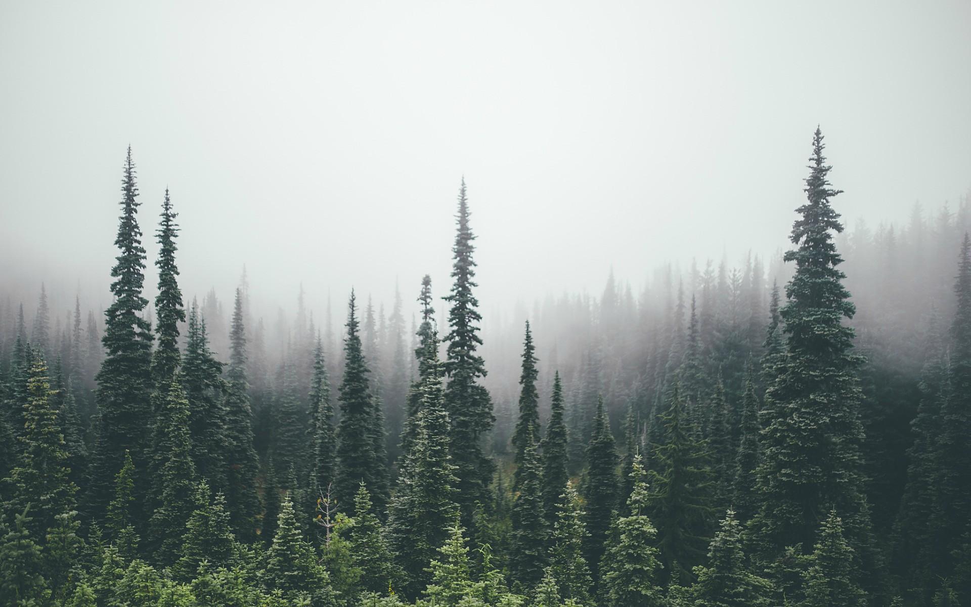 Gloomy Nature Wallpapers - Top Free Gloomy Nature Backgrounds ...