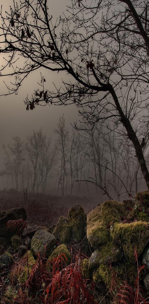 Gloomy Nature Wallpapers - Top Free Gloomy Nature Backgrounds ...