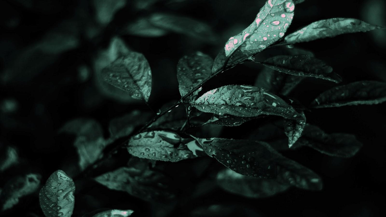Gloomy Nature Wallpapers - Top Free Gloomy Nature Backgrounds ...