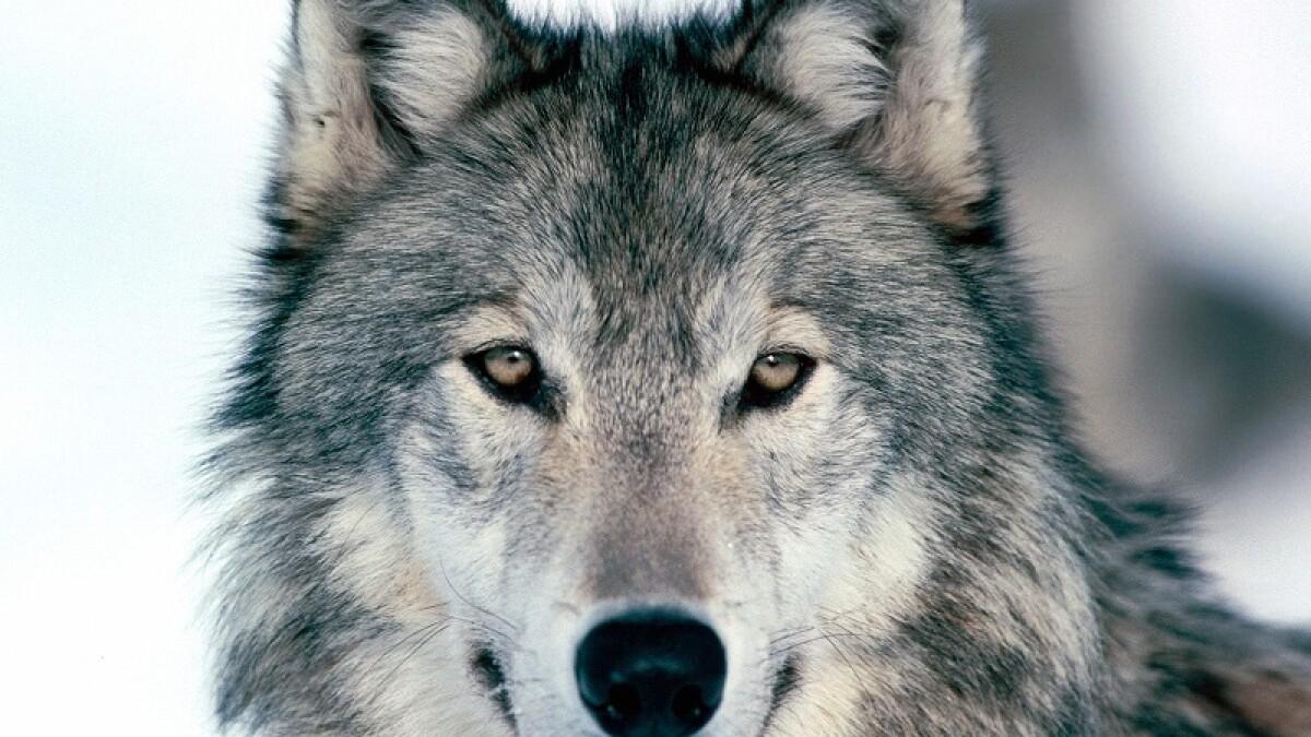 Silver Wolf Wallpapers - Top Free Silver Wolf Backgrounds - WallpaperAccess