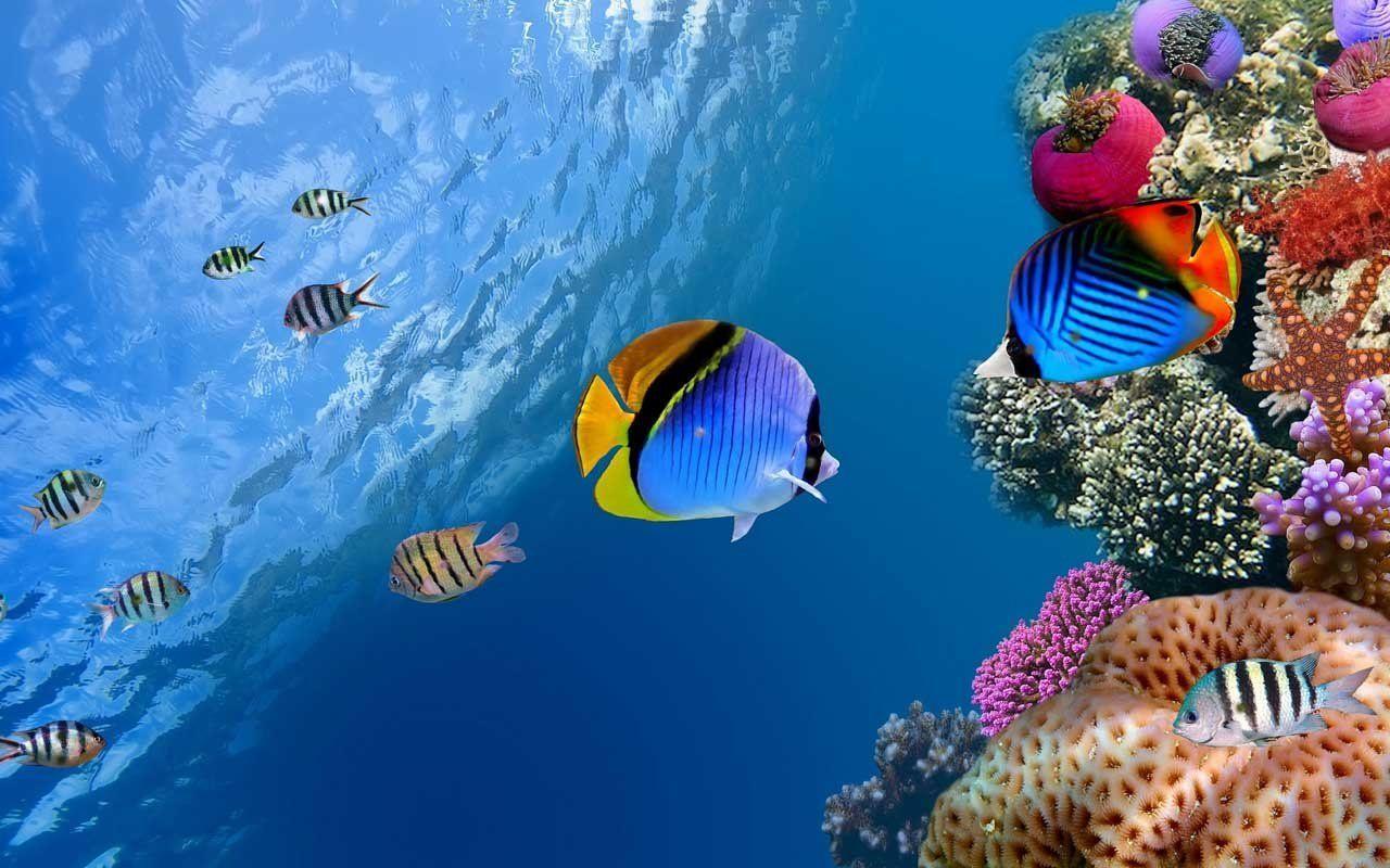 Aquatic Life Wallpapers - Top Free Aquatic Life Backgrounds ...