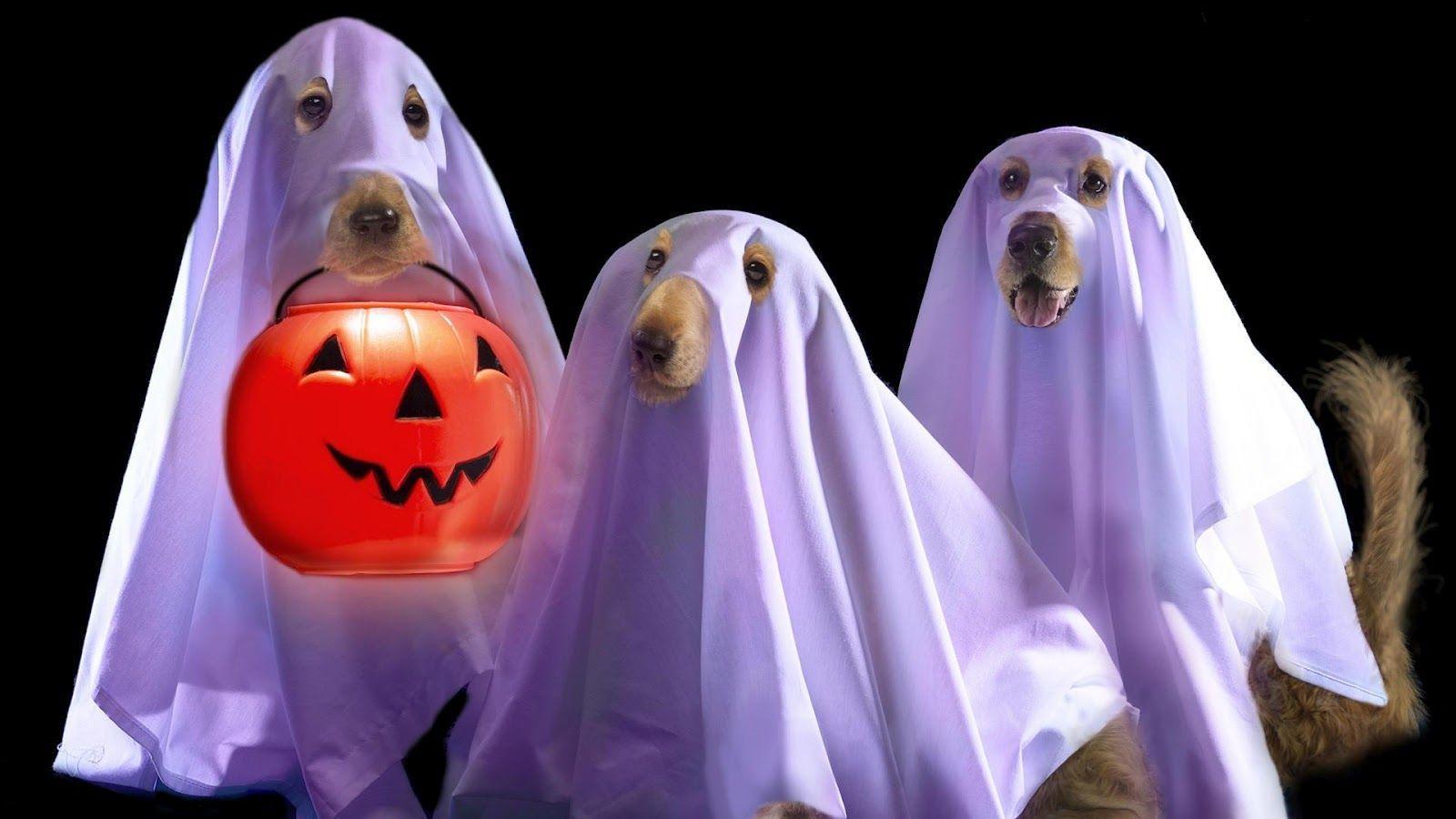 Halloween Corgi Wallpapers - Top Free Halloween Corgi Backgrounds ...