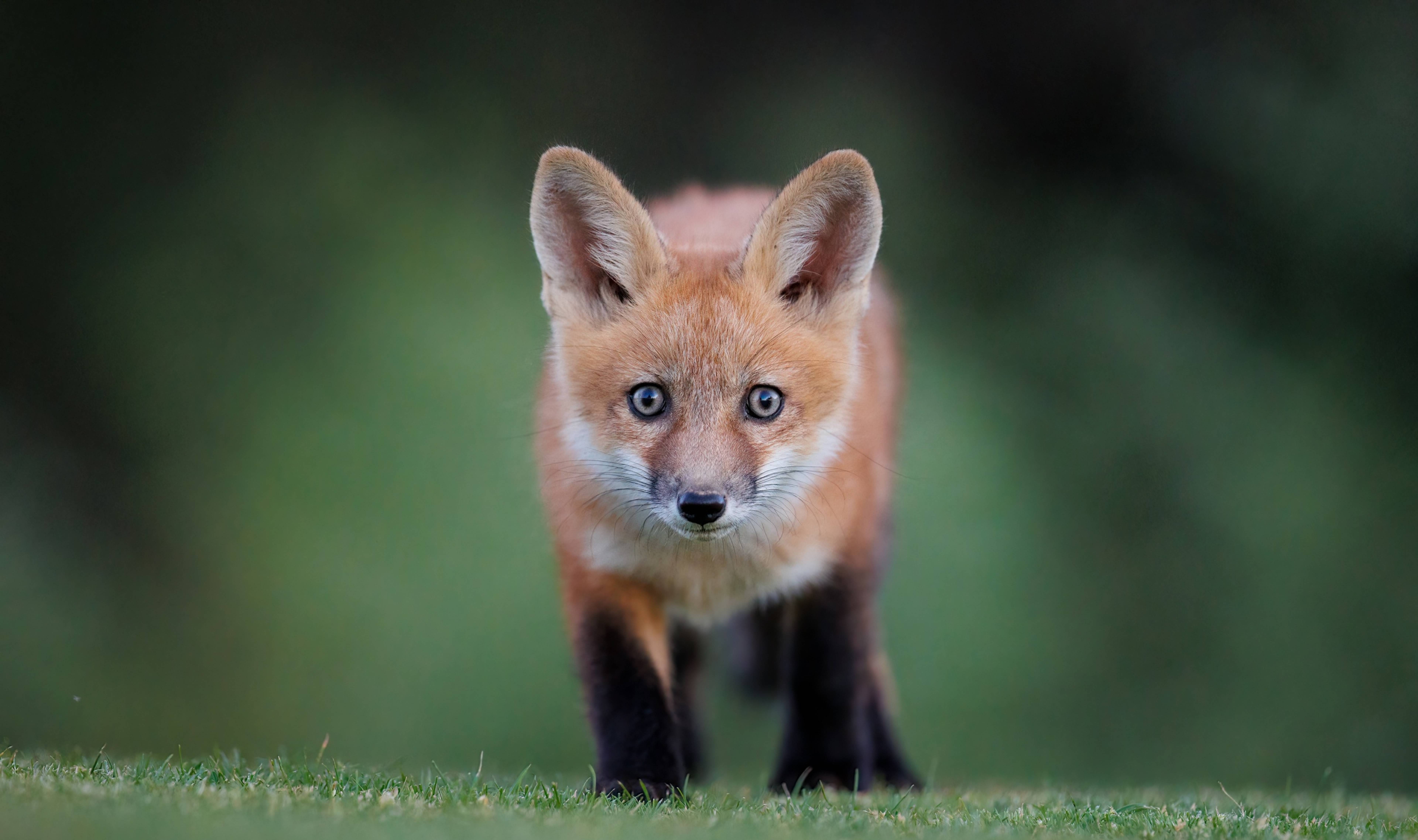 Fox HD Wallpapers - Top Free Fox HD Backgrounds - WallpaperAccess