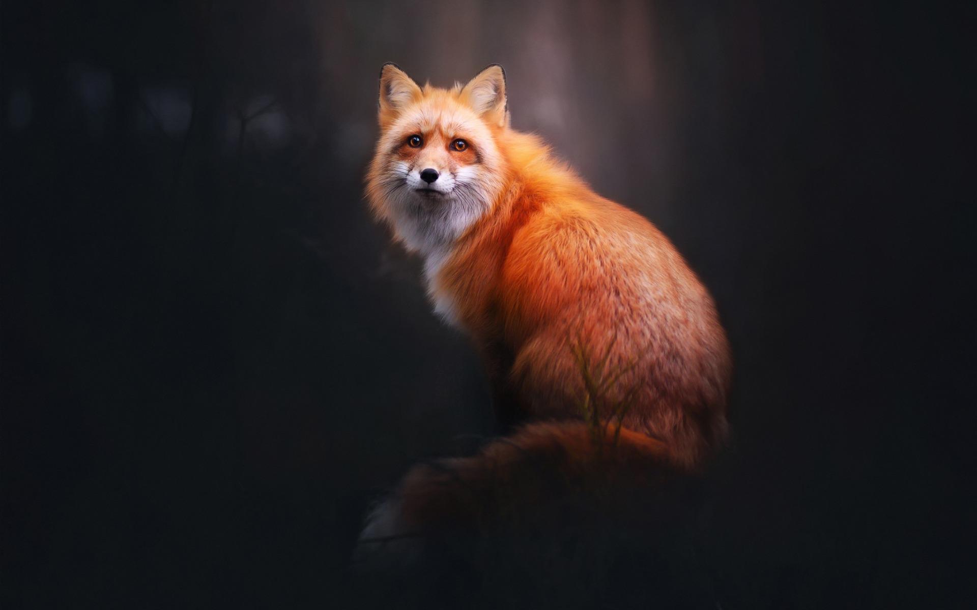 Fox HD Wallpapers - Top Free Fox HD Backgrounds - WallpaperAccess