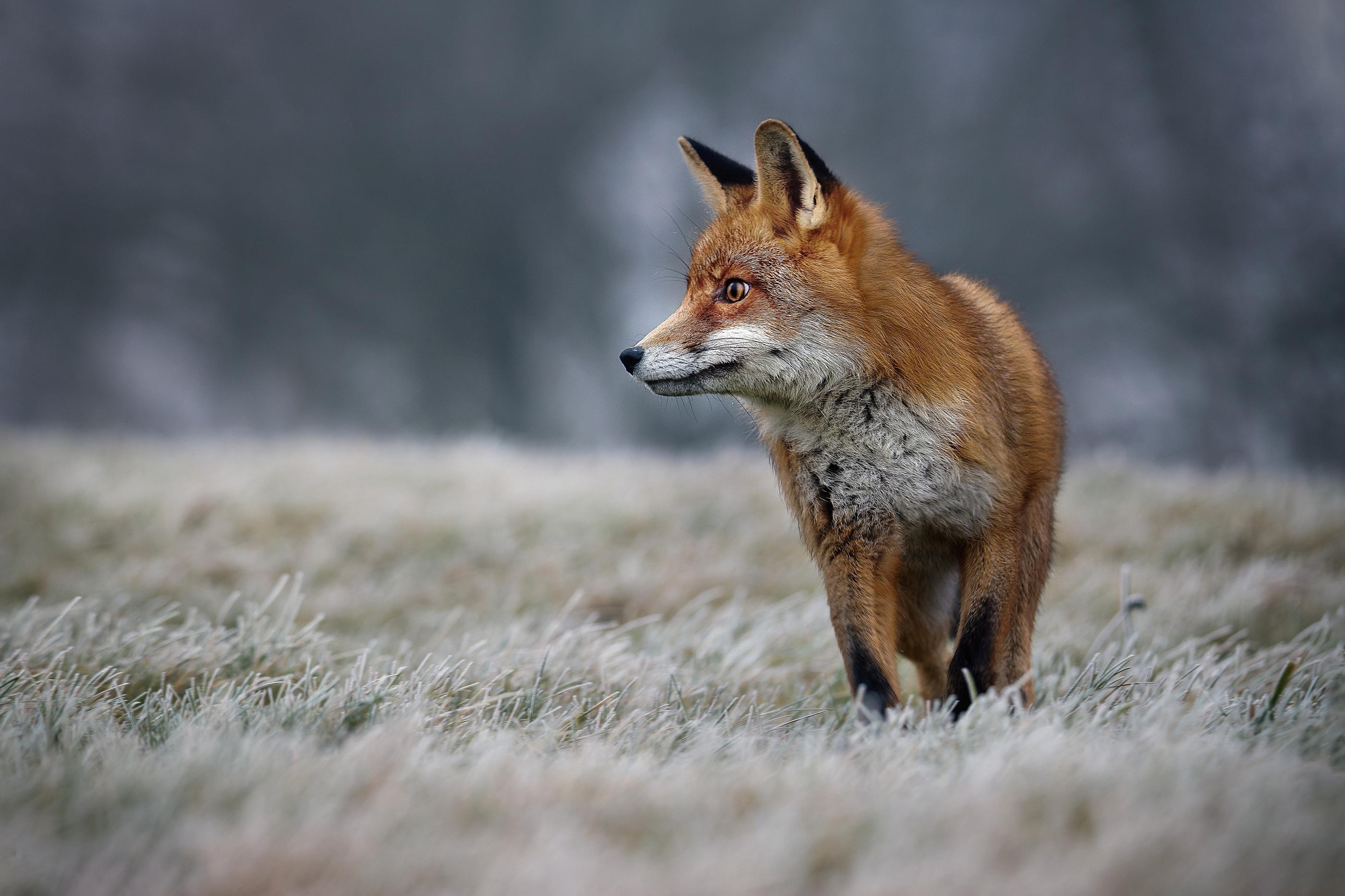 Fox HD Wallpapers - Top Free Fox HD Backgrounds - WallpaperAccess