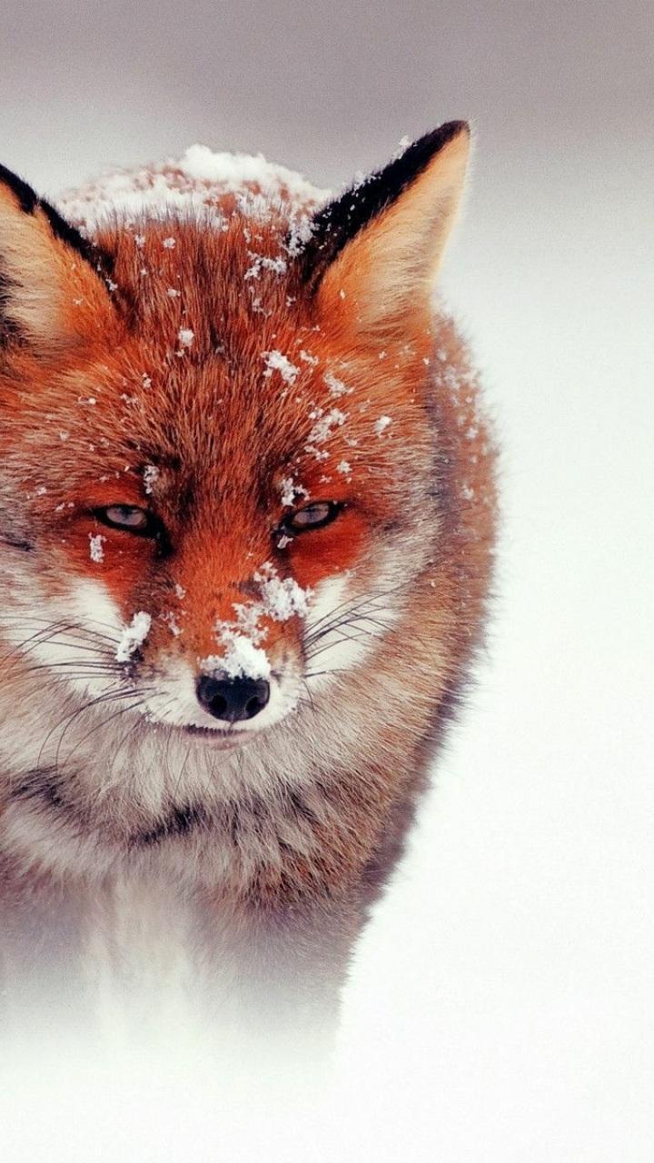 Fox HD Wallpapers - Top Free Fox HD Backgrounds - WallpaperAccess