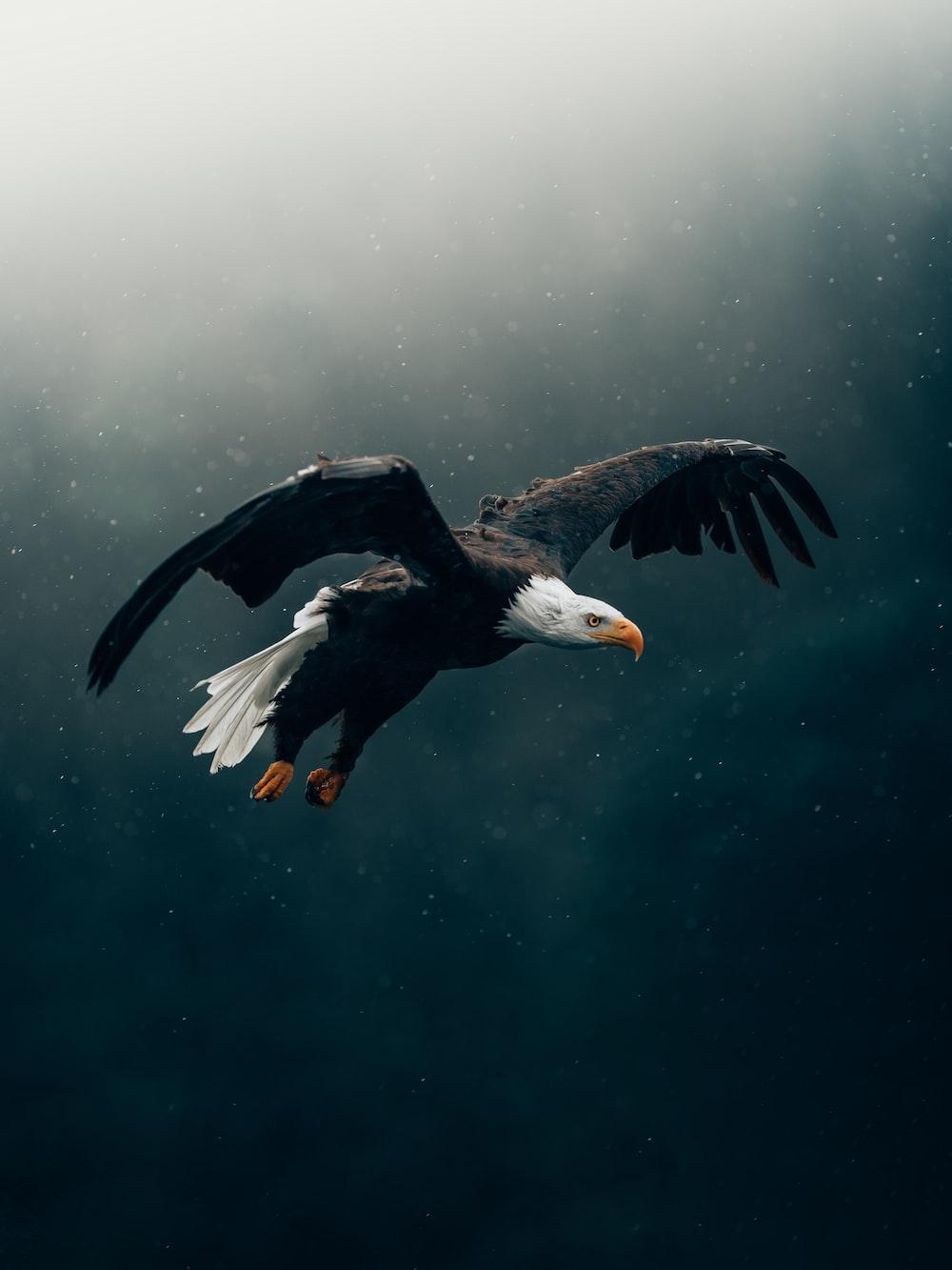 Bald Eagle Flying Wallpapers - Top Free Bald Eagle Flying Backgrounds - WallpaperAccess
