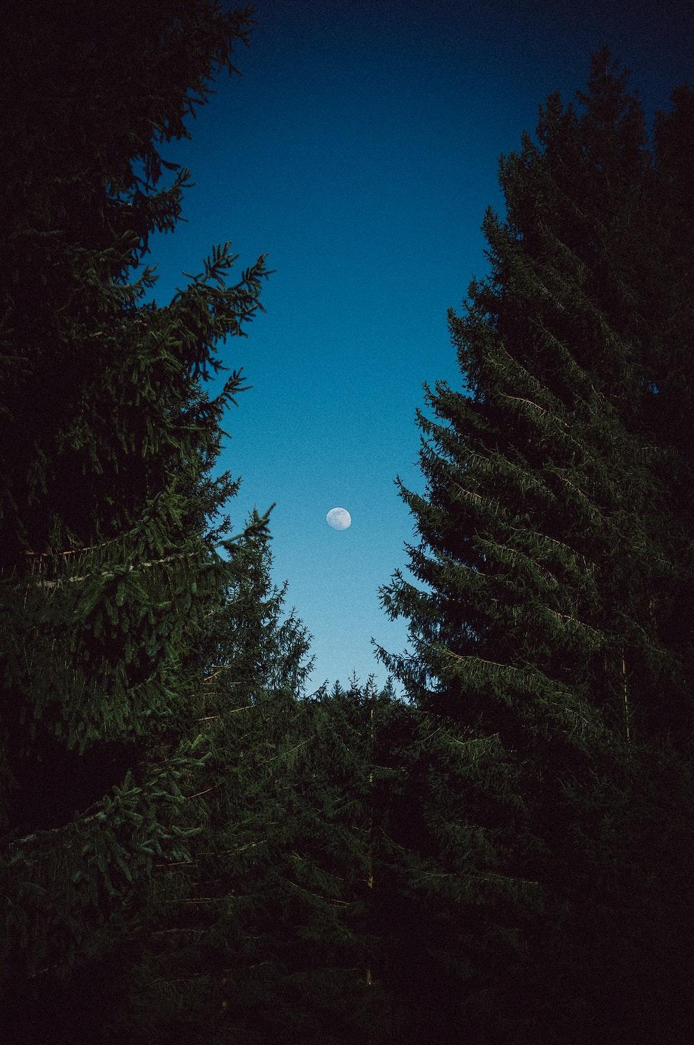 Full Moon Forest Wallpapers - Top Free Full Moon Forest Backgrounds ...