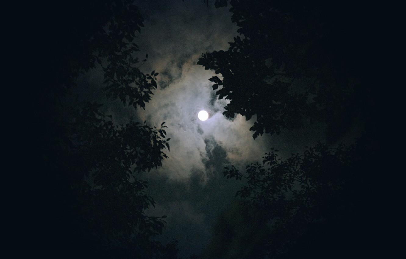 Full Moon Forest Wallpapers - Top Free Full Moon Forest Backgrounds - WallpaperAccess