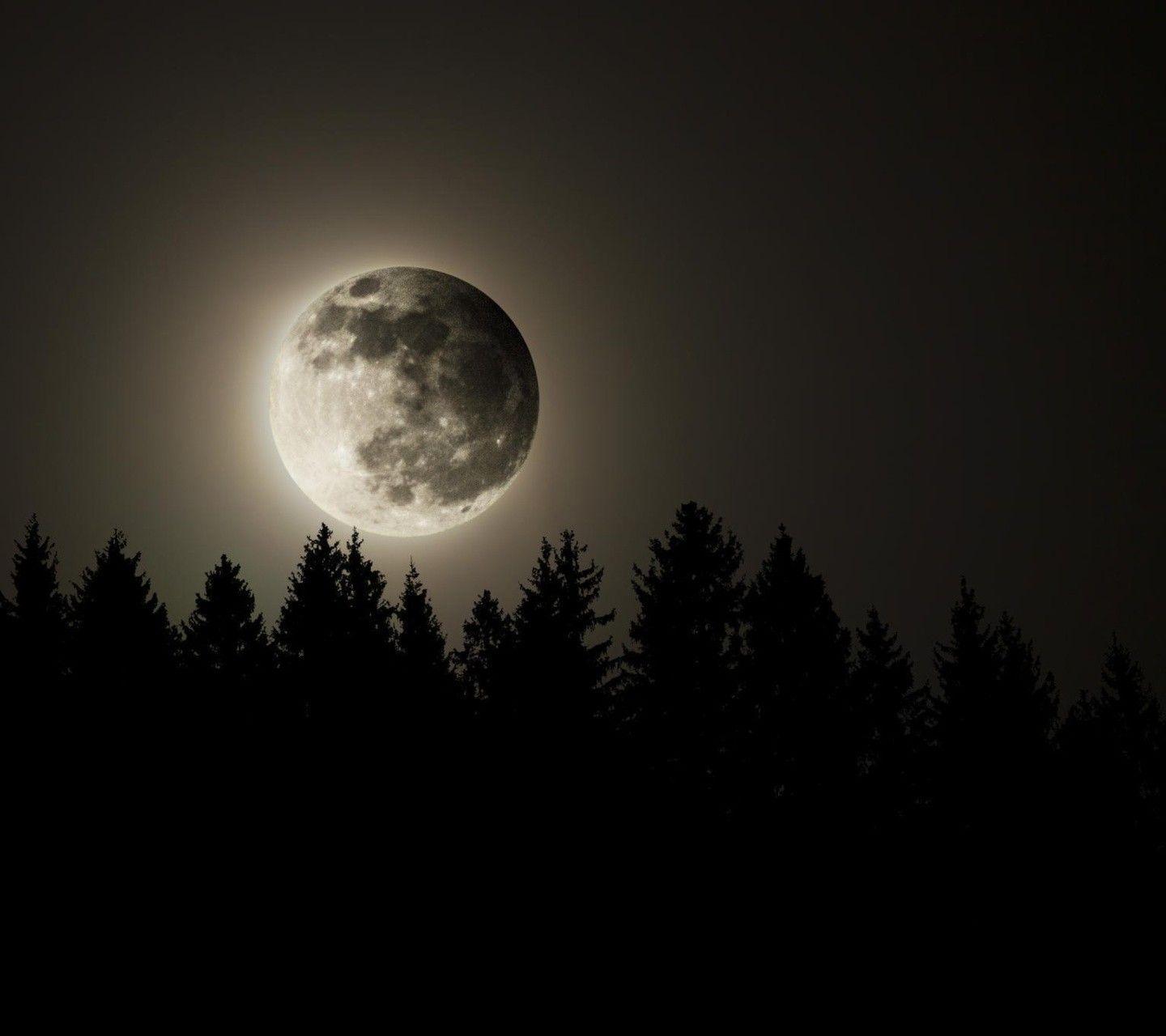 Full Moon Forest Wallpapers - Top Free Full Moon Forest Backgrounds ...