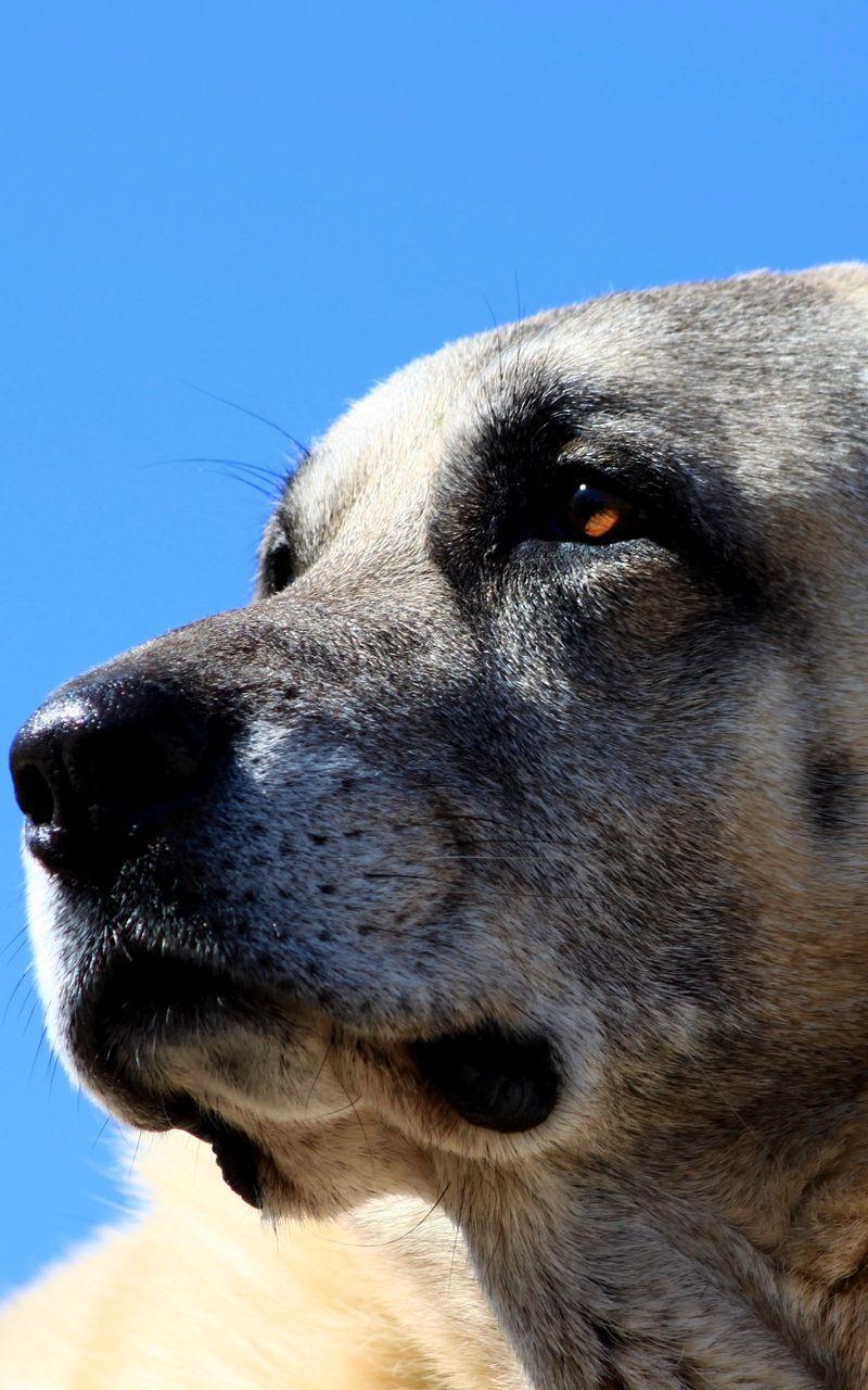 Kangal Wallpapers - Top Free Kangal Backgrounds - WallpaperAccess
