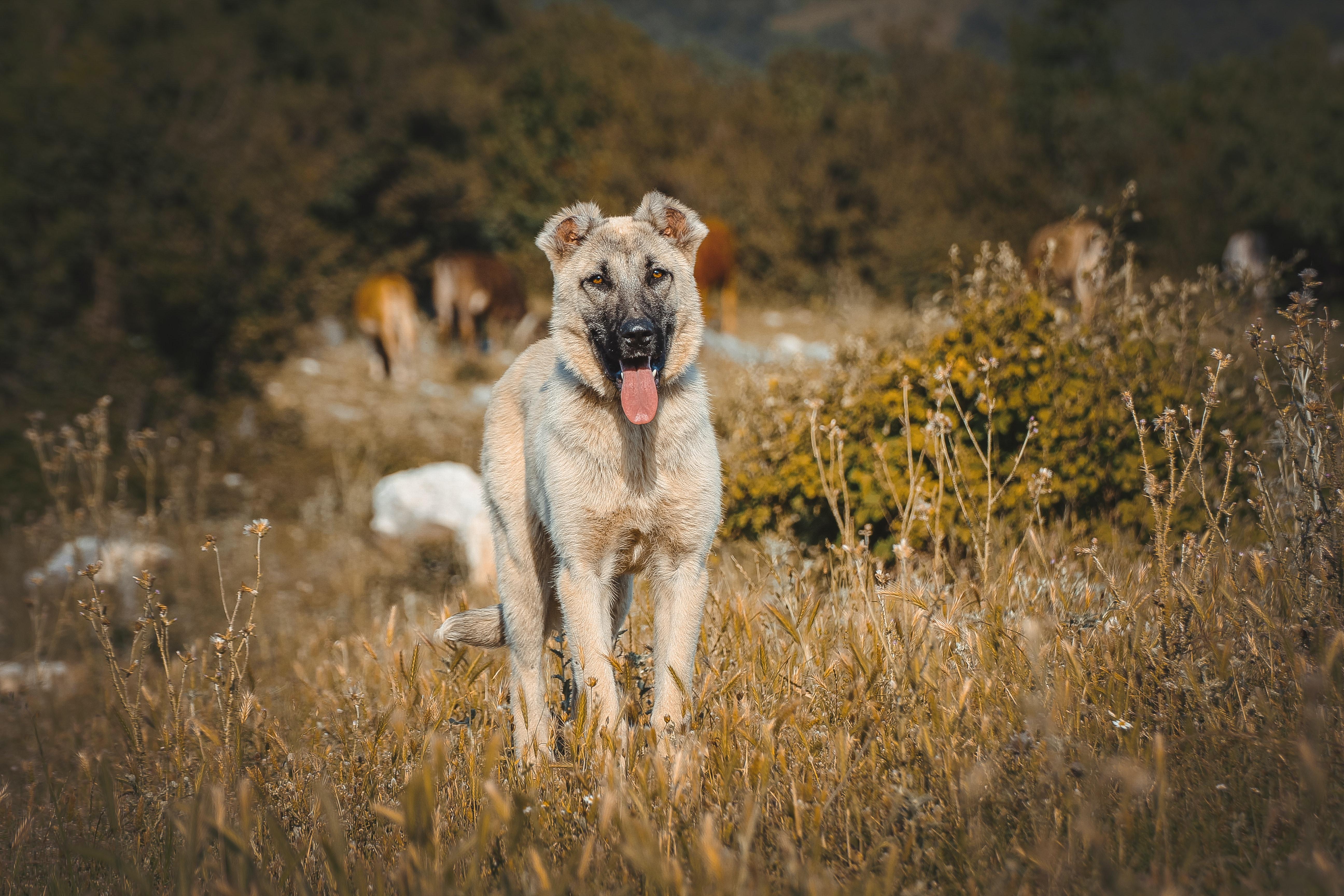 Kangal Wallpapers - Top Free Kangal Backgrounds - WallpaperAccess