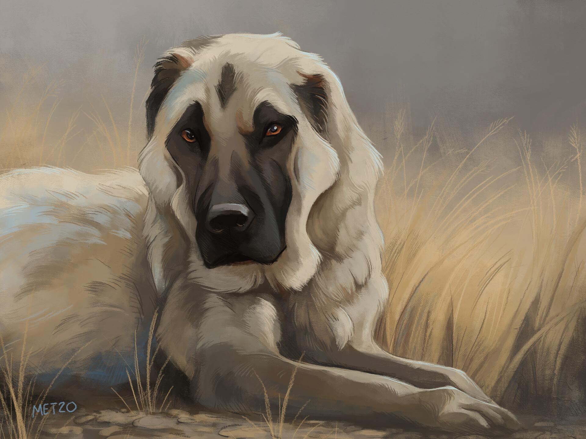 Kangal Wallpapers - Top Free Kangal Backgrounds - WallpaperAccess