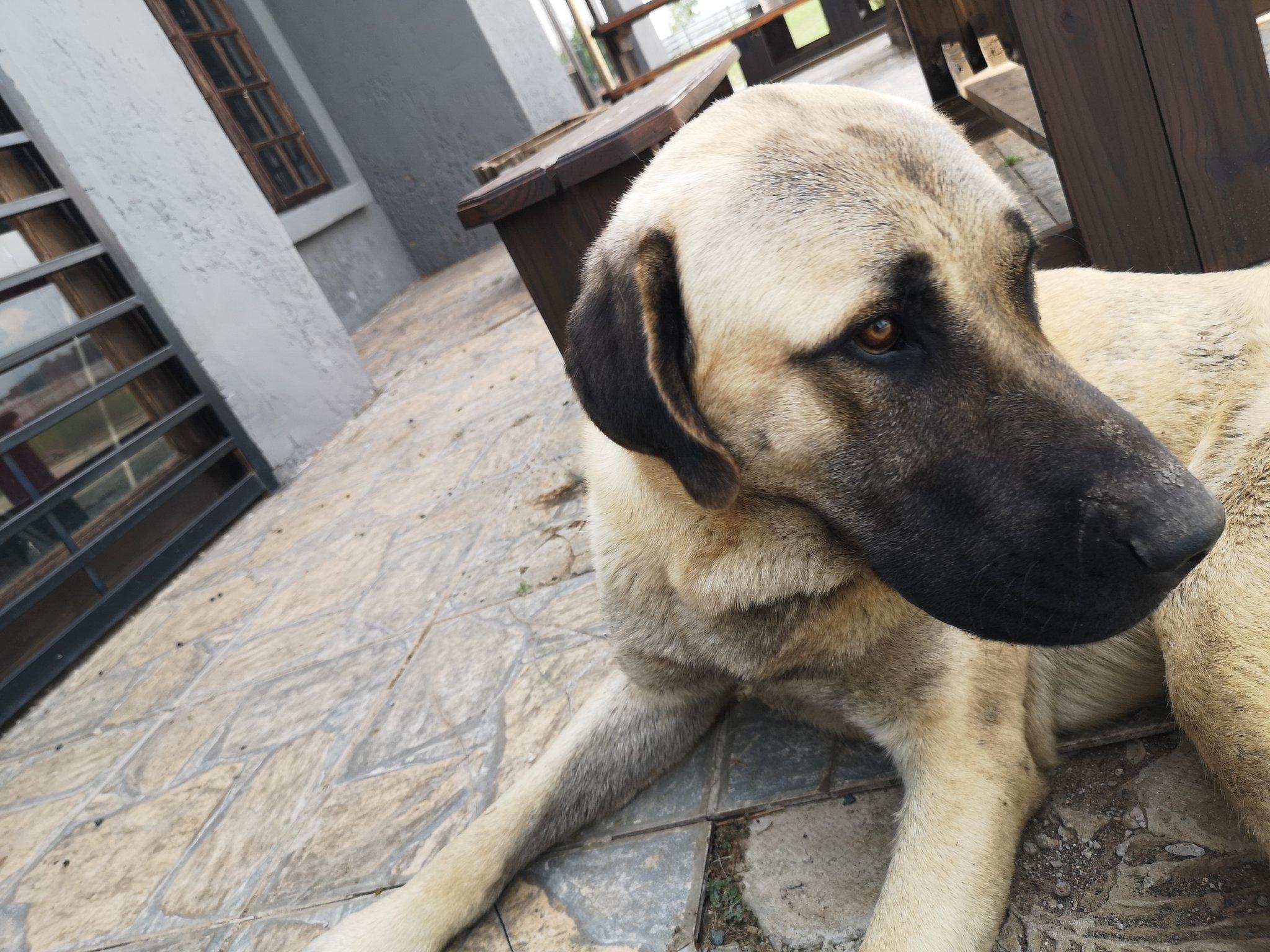 Kangal Wallpapers - Top Free Kangal Backgrounds - WallpaperAccess