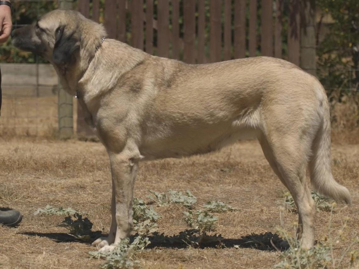 Kangal Wallpapers - Top Free Kangal Backgrounds - WallpaperAccess
