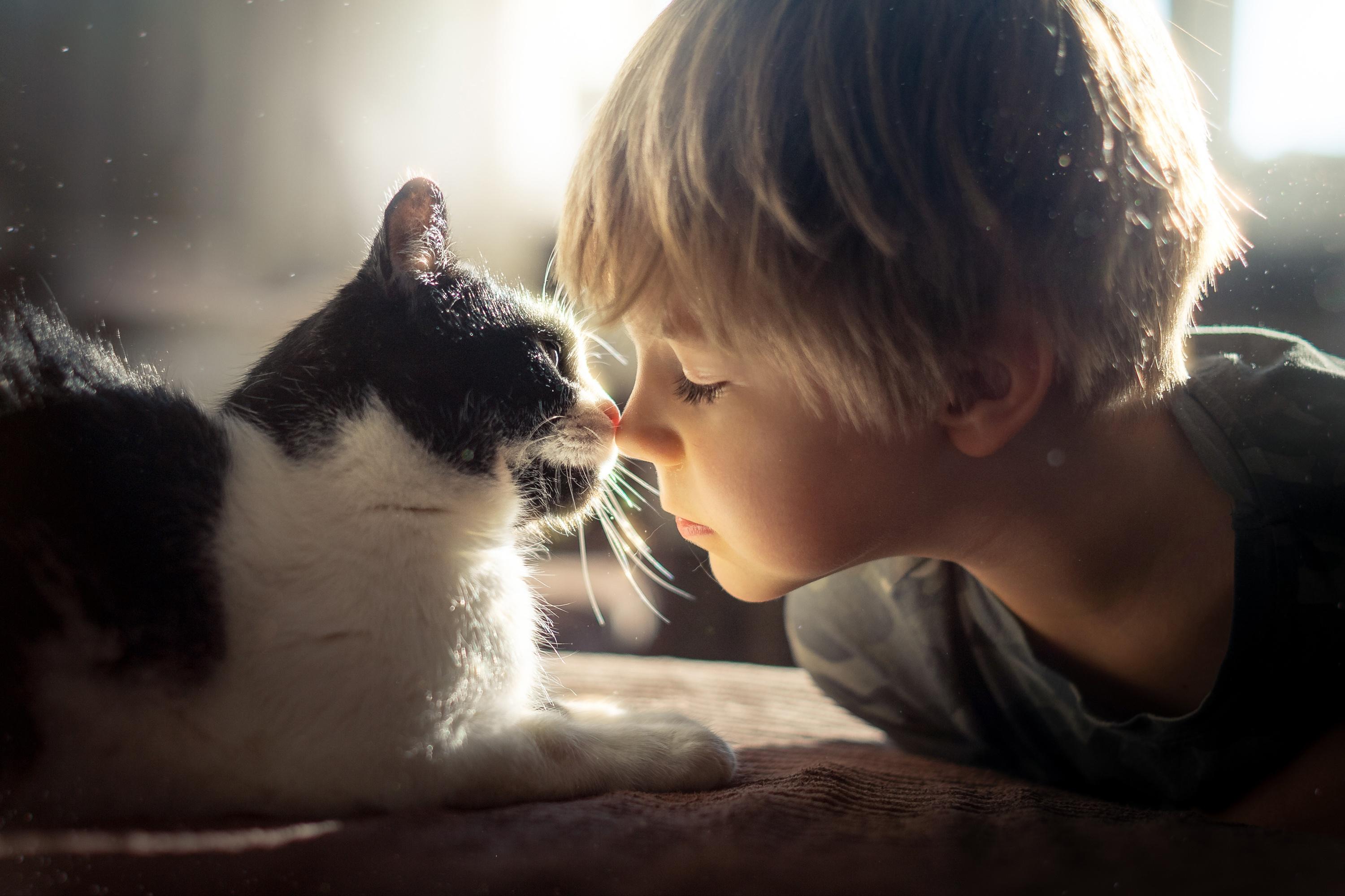 Cat and Boy Wallpapers - Top Free Cat and Boy Backgrounds - WallpaperAccess