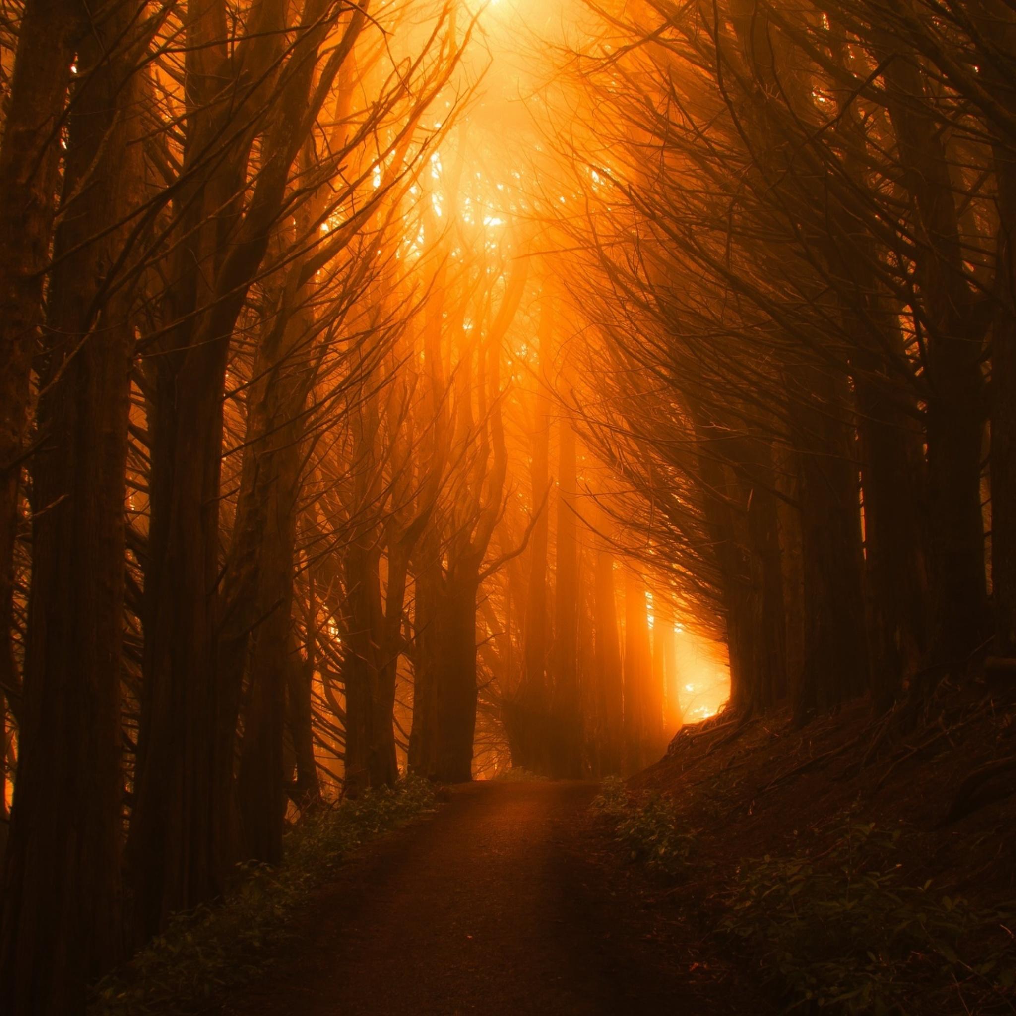 Dark Path Wallpapers - Top Free Dark Path Backgrounds - WallpaperAccess