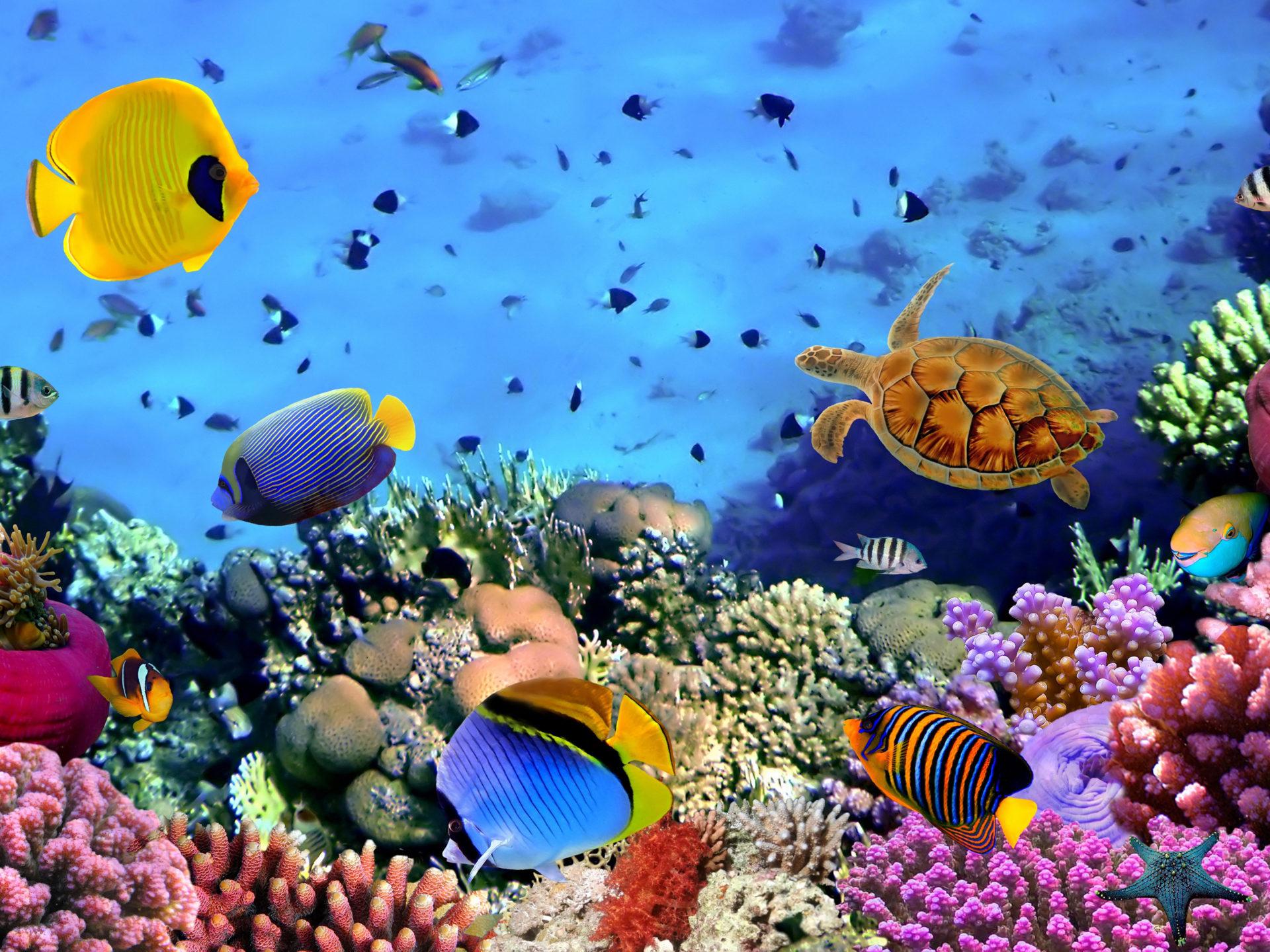 Real Ocean Wallpapers - Top Free Real Ocean Backgrounds - WallpaperAccess