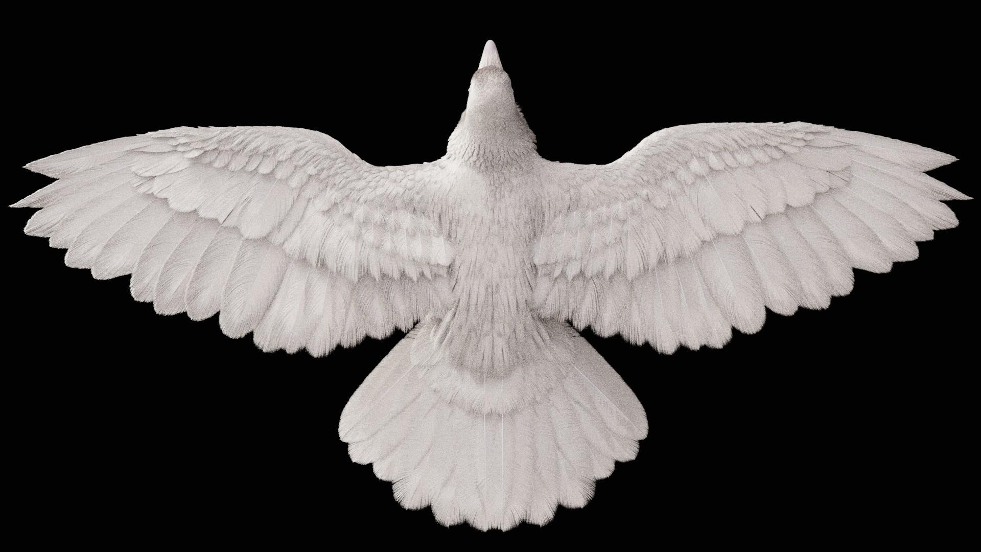 White Raven Wallpapers - Top Free White Raven Backgrounds - WallpaperAccess