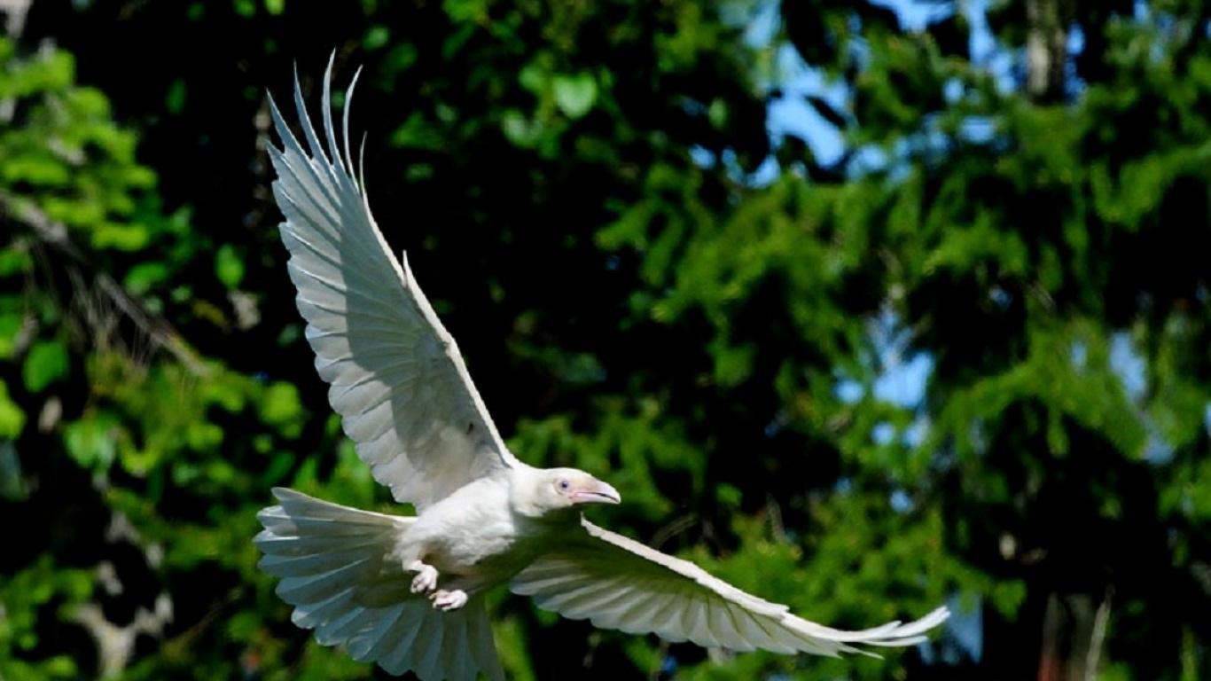 White Raven Wallpapers - Top Free White Raven Backgrounds - WallpaperAccess