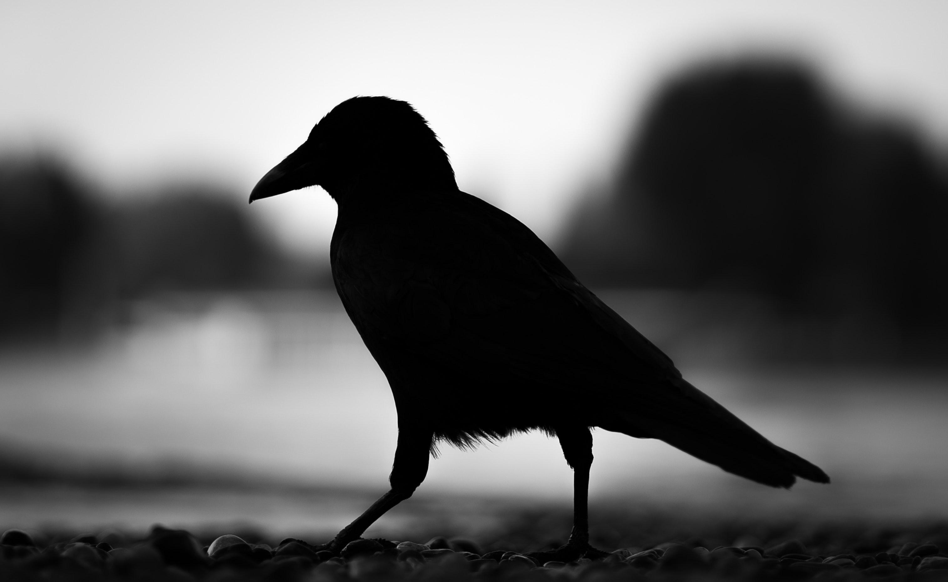 White Raven Wallpapers - Top Free White Raven Backgrounds - WallpaperAccess