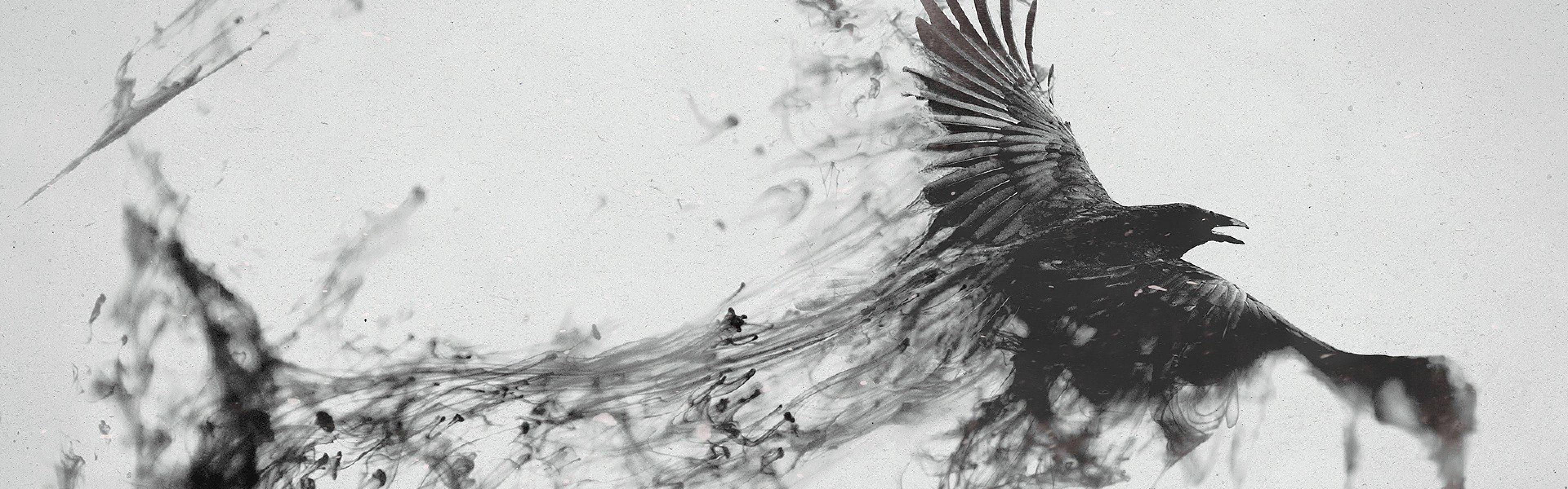 White Raven Wallpapers - Top Free White Raven Backgrounds - WallpaperAccess