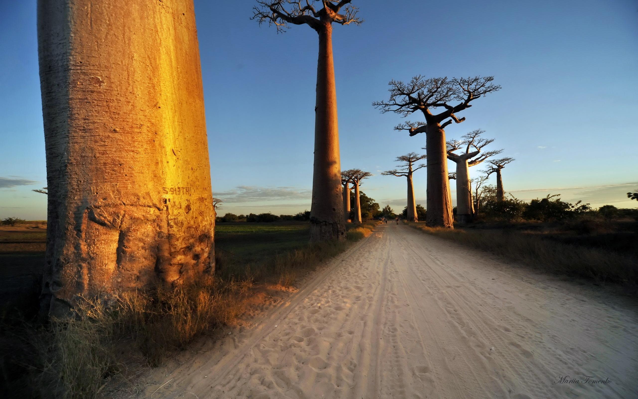 Baobab Tree Wallpapers - Top Free Baobab Tree Backgrounds - WallpaperAccess