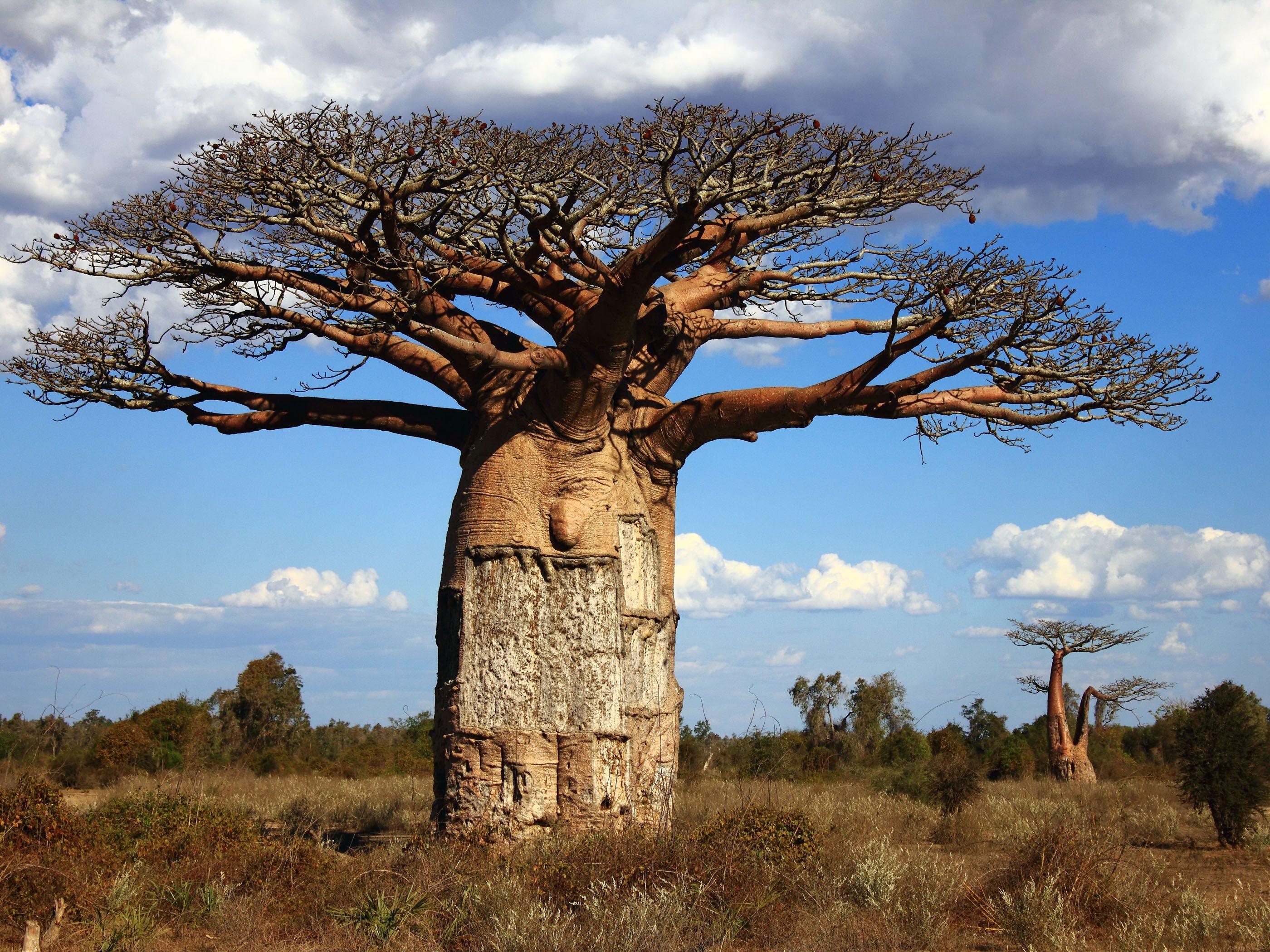 Baobab Tree Wallpapers - Top Free Baobab Tree Backgrounds - WallpaperAccess
