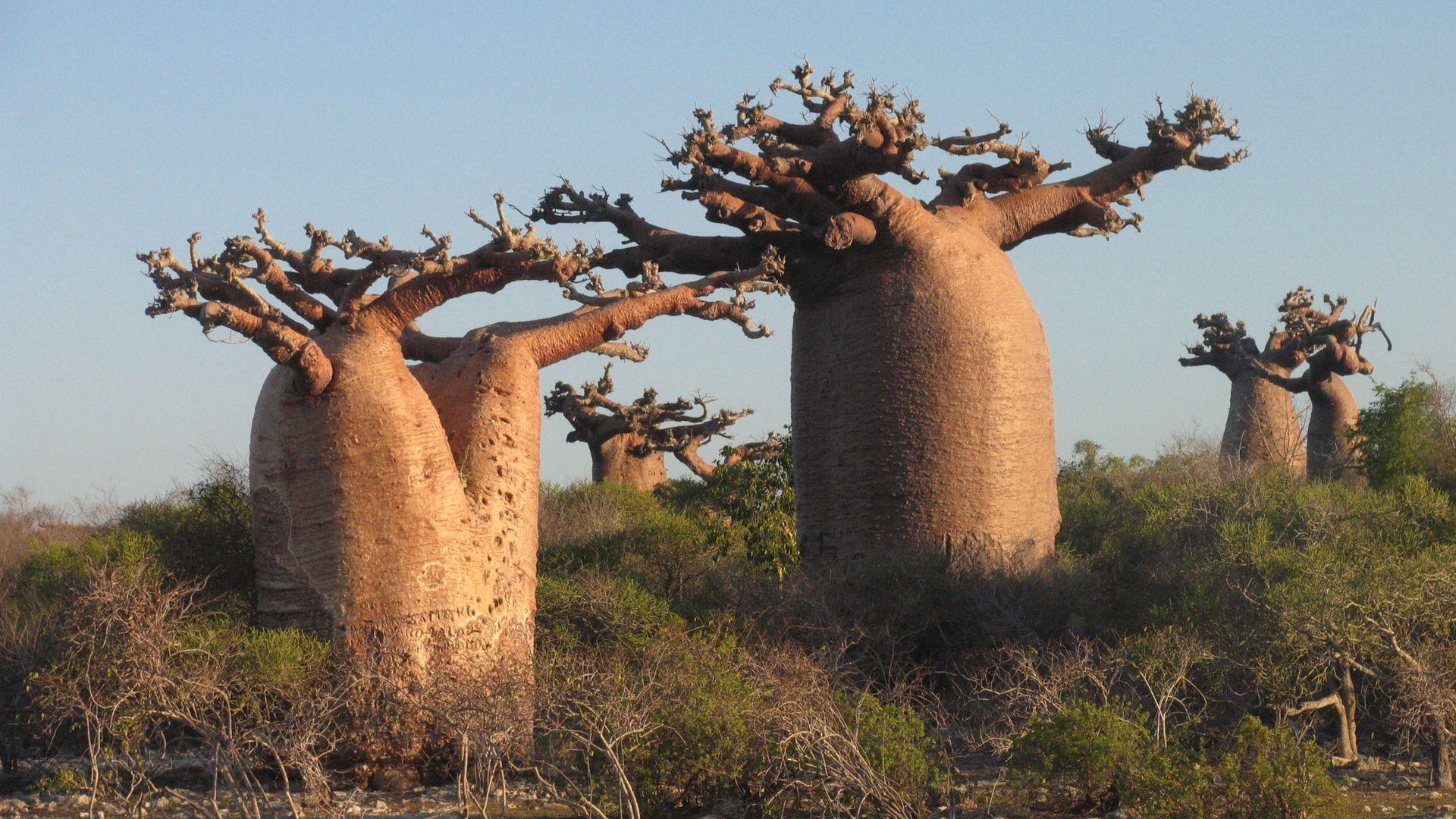 Baobab Tree Wallpapers - Top Free Baobab Tree Backgrounds - WallpaperAccess