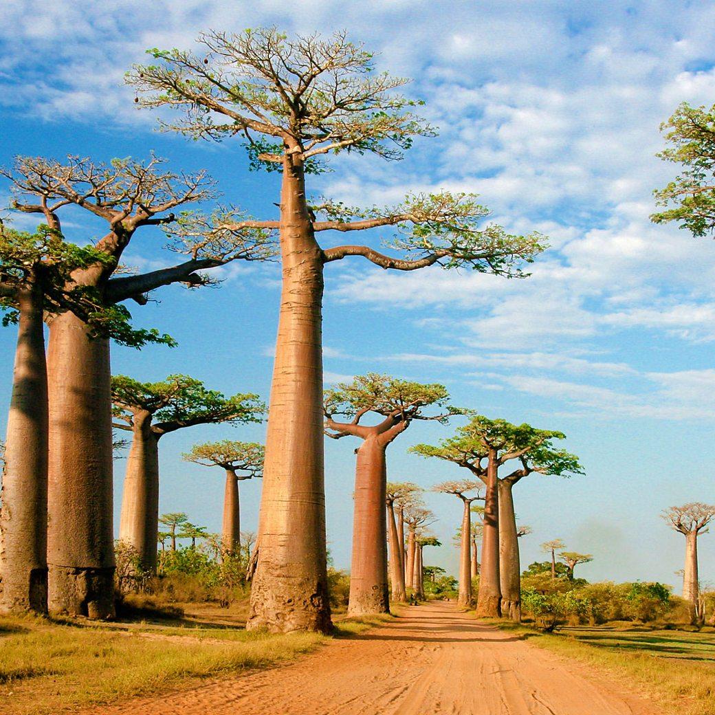 Baobab Tree Wallpapers - Top Free Baobab Tree Backgrounds - WallpaperAccess