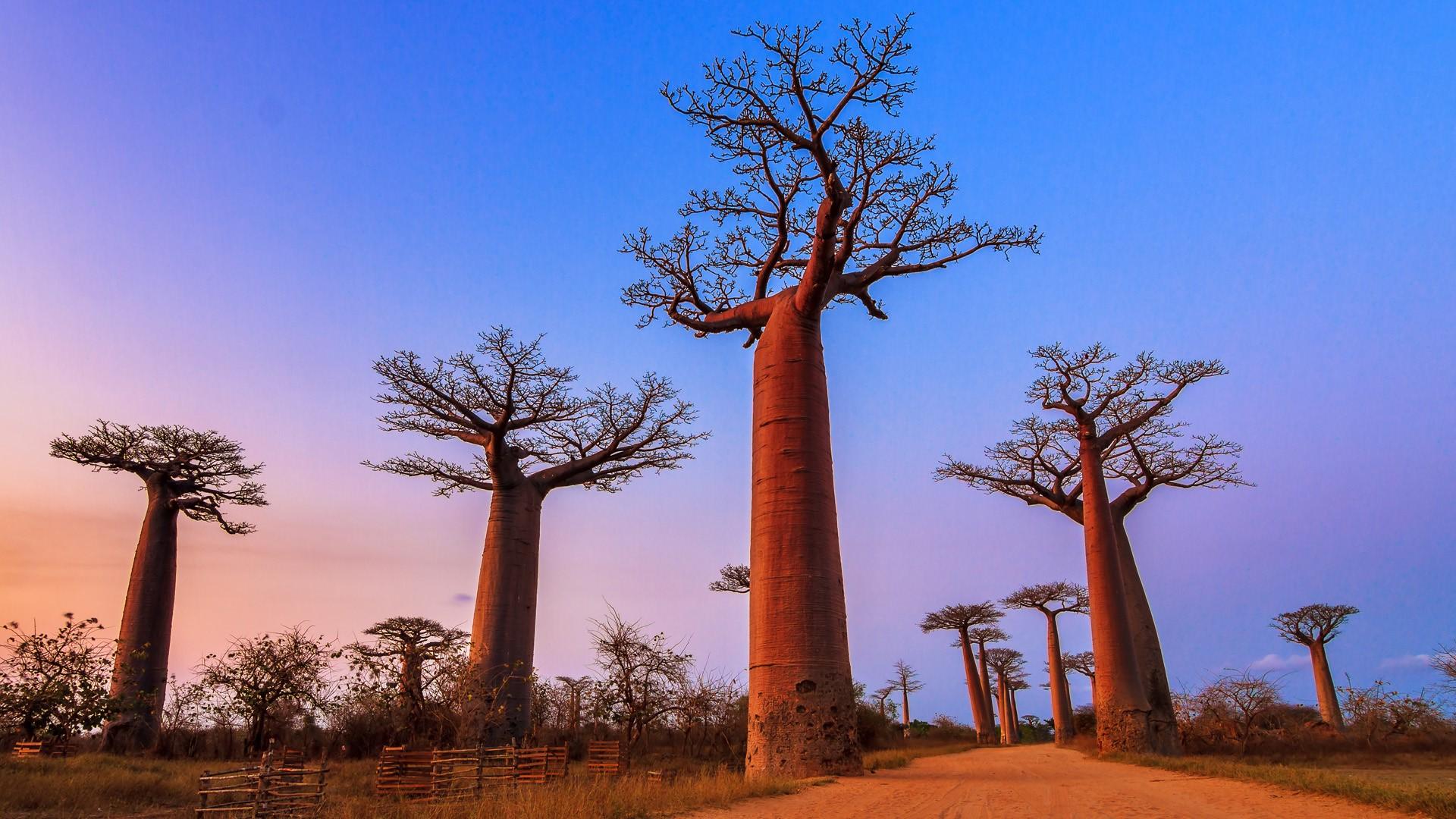Baobab Tree Wallpapers - Top Free Baobab Tree Backgrounds - WallpaperAccess