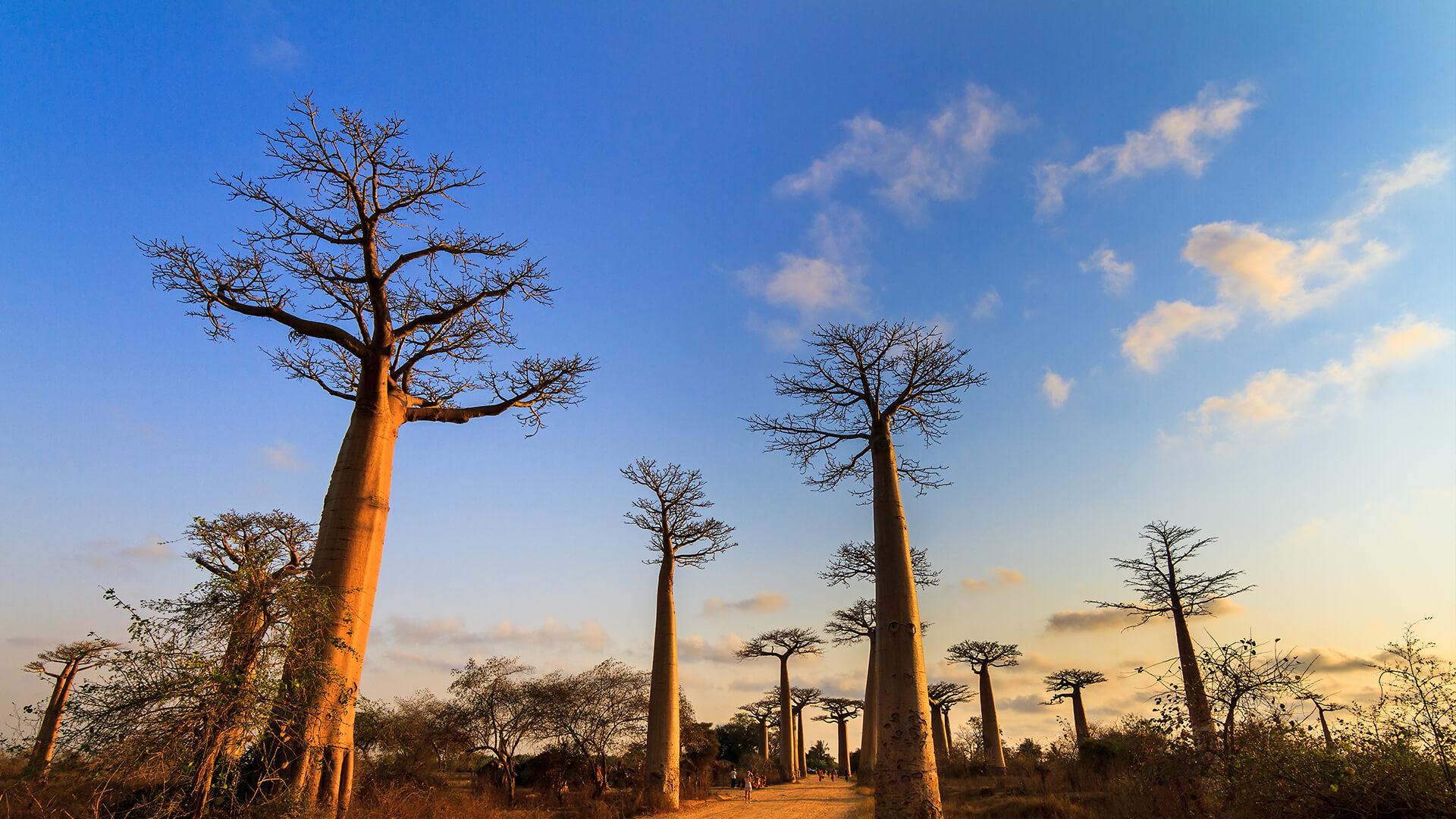 Baobab Tree Wallpapers - Top Free Baobab Tree Backgrounds - WallpaperAccess