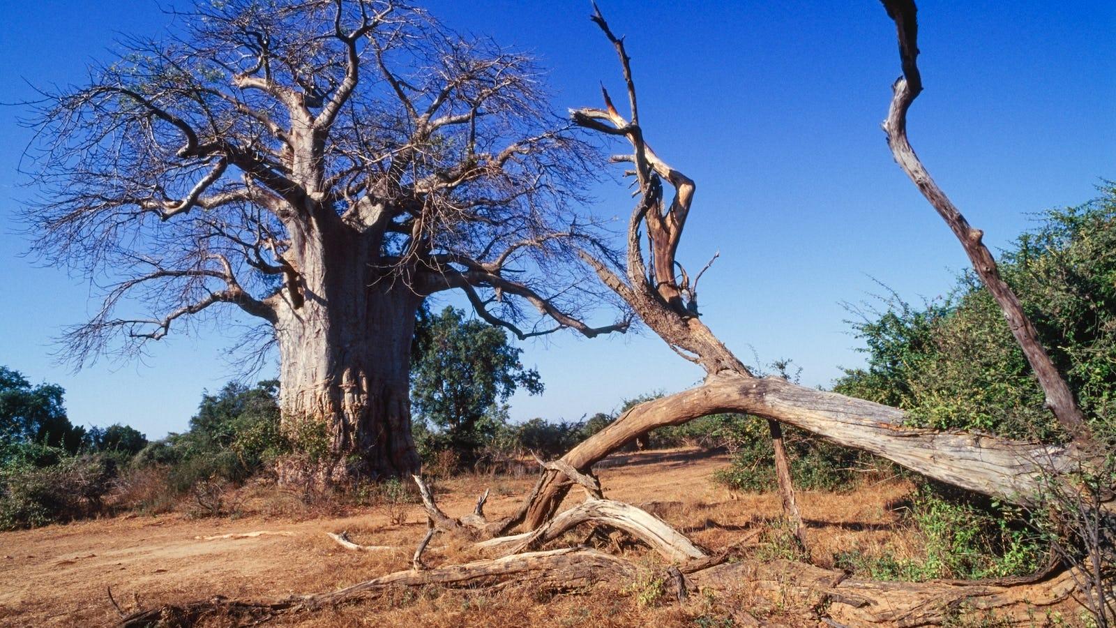 Baobab Tree Wallpapers - Top Free Baobab Tree Backgrounds - WallpaperAccess