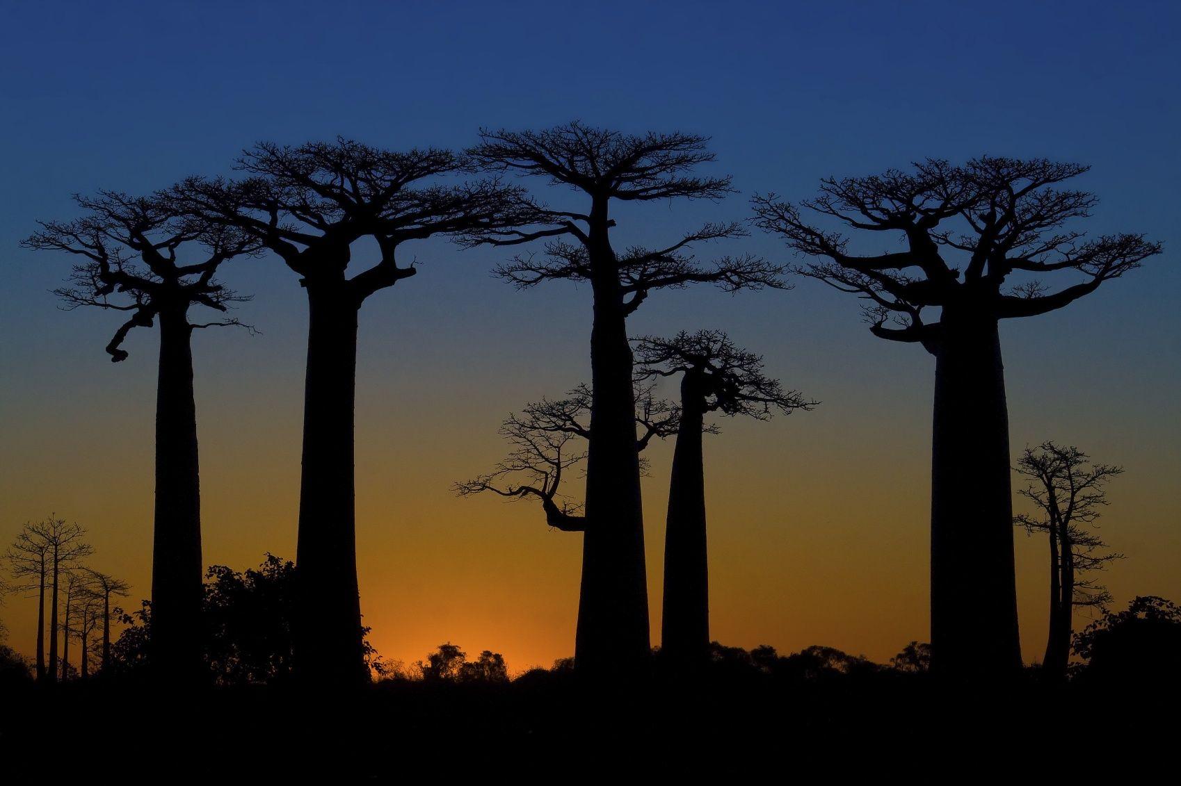 Baobab Tree Wallpapers - Top Free Baobab Tree Backgrounds - WallpaperAccess