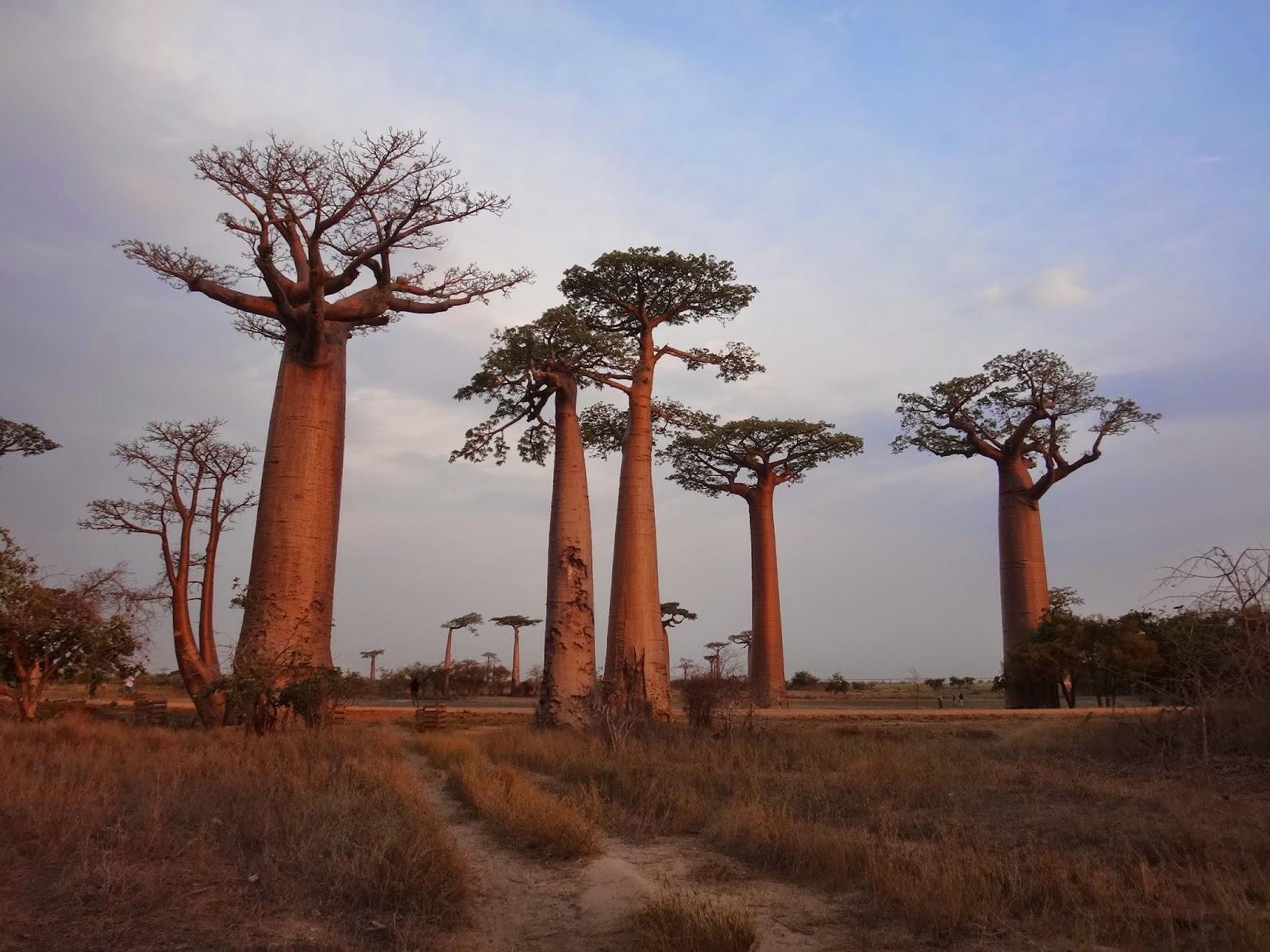 Baobab Tree Wallpapers - Top Free Baobab Tree Backgrounds - WallpaperAccess