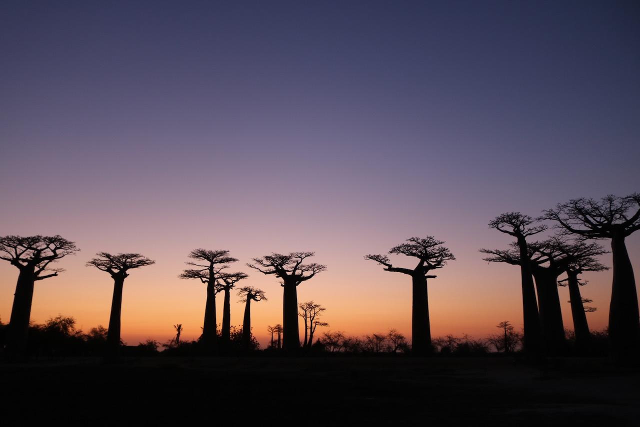 Baobab Tree Wallpapers - Top Free Baobab Tree Backgrounds - WallpaperAccess