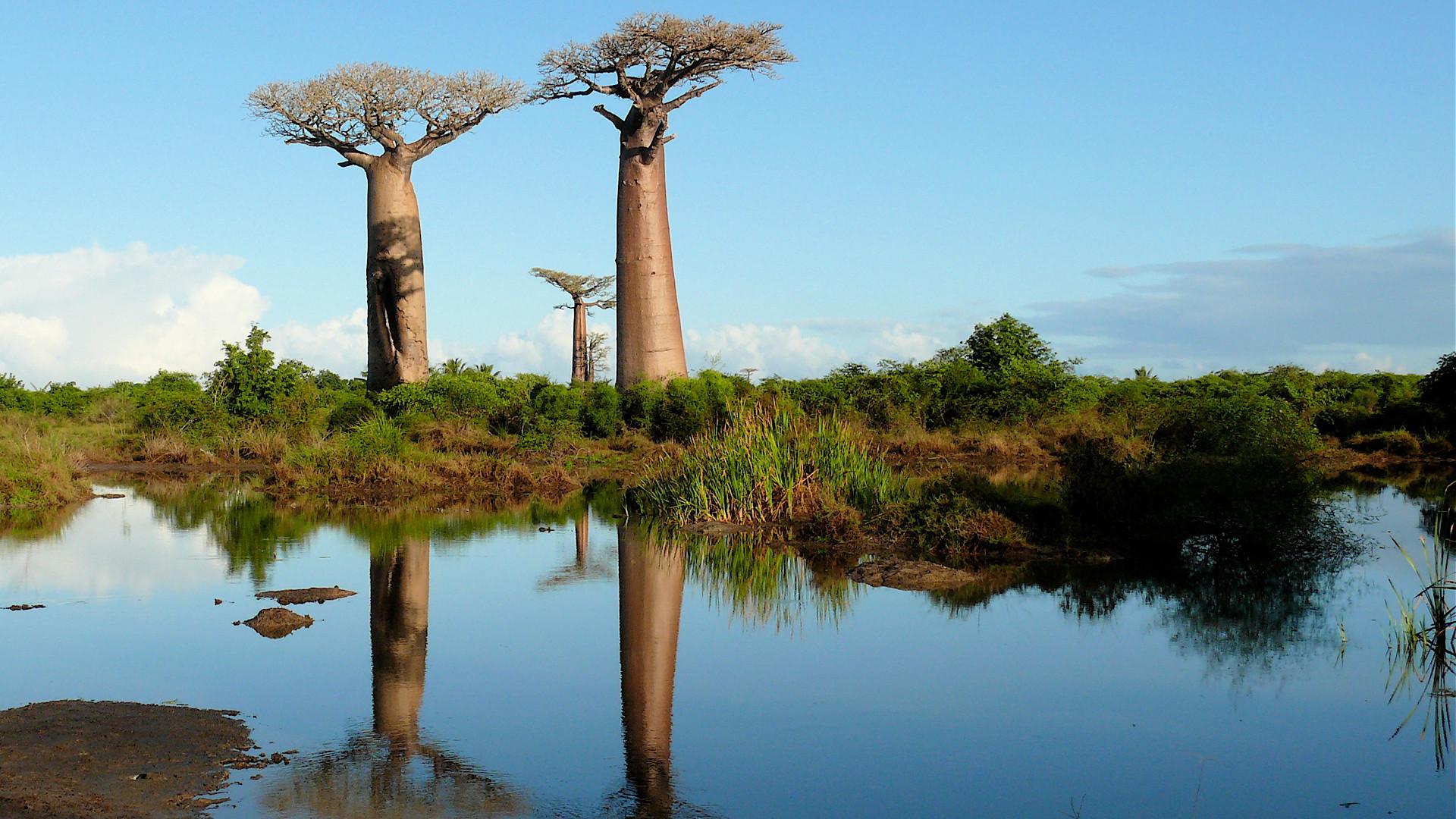 Baobab Tree Wallpapers - Top Free Baobab Tree Backgrounds - WallpaperAccess