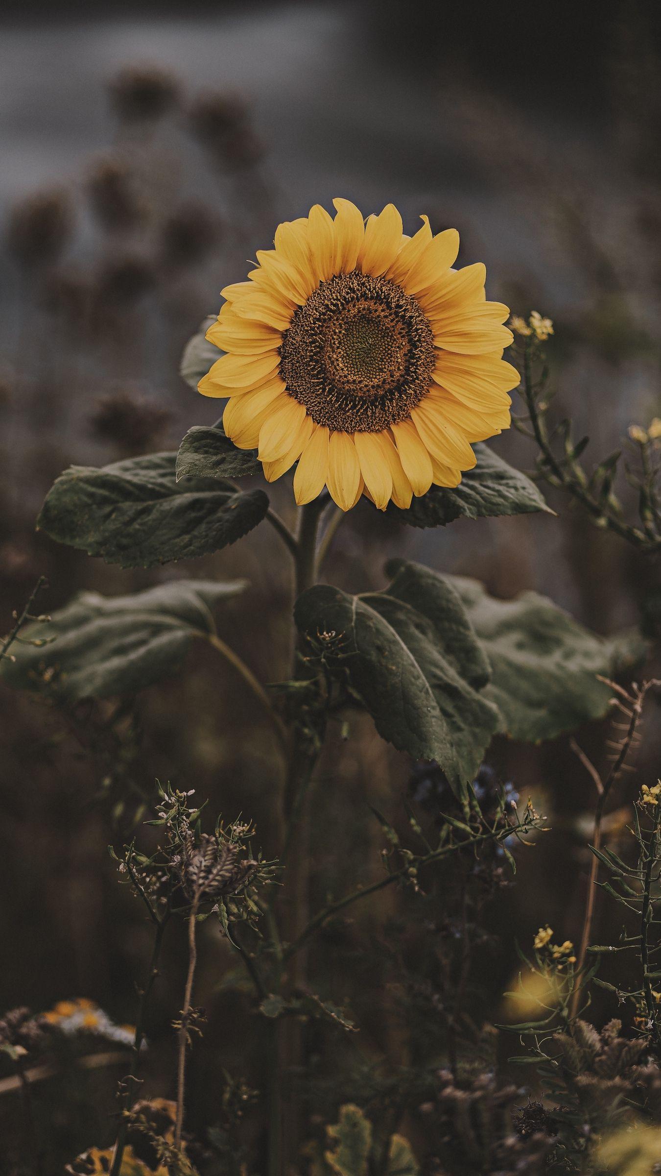 Sunflowers iPhone Wallpapers - Top Free Sunflowers iPhone Backgrounds ...