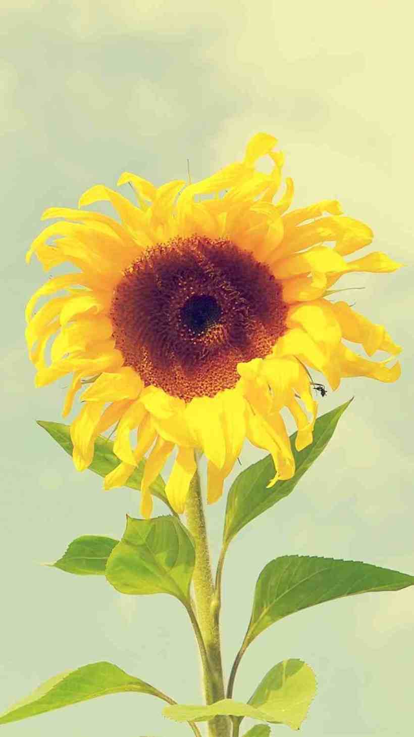 Sunflowers iPhone Wallpapers - Top Free Sunflowers iPhone Backgrounds ...