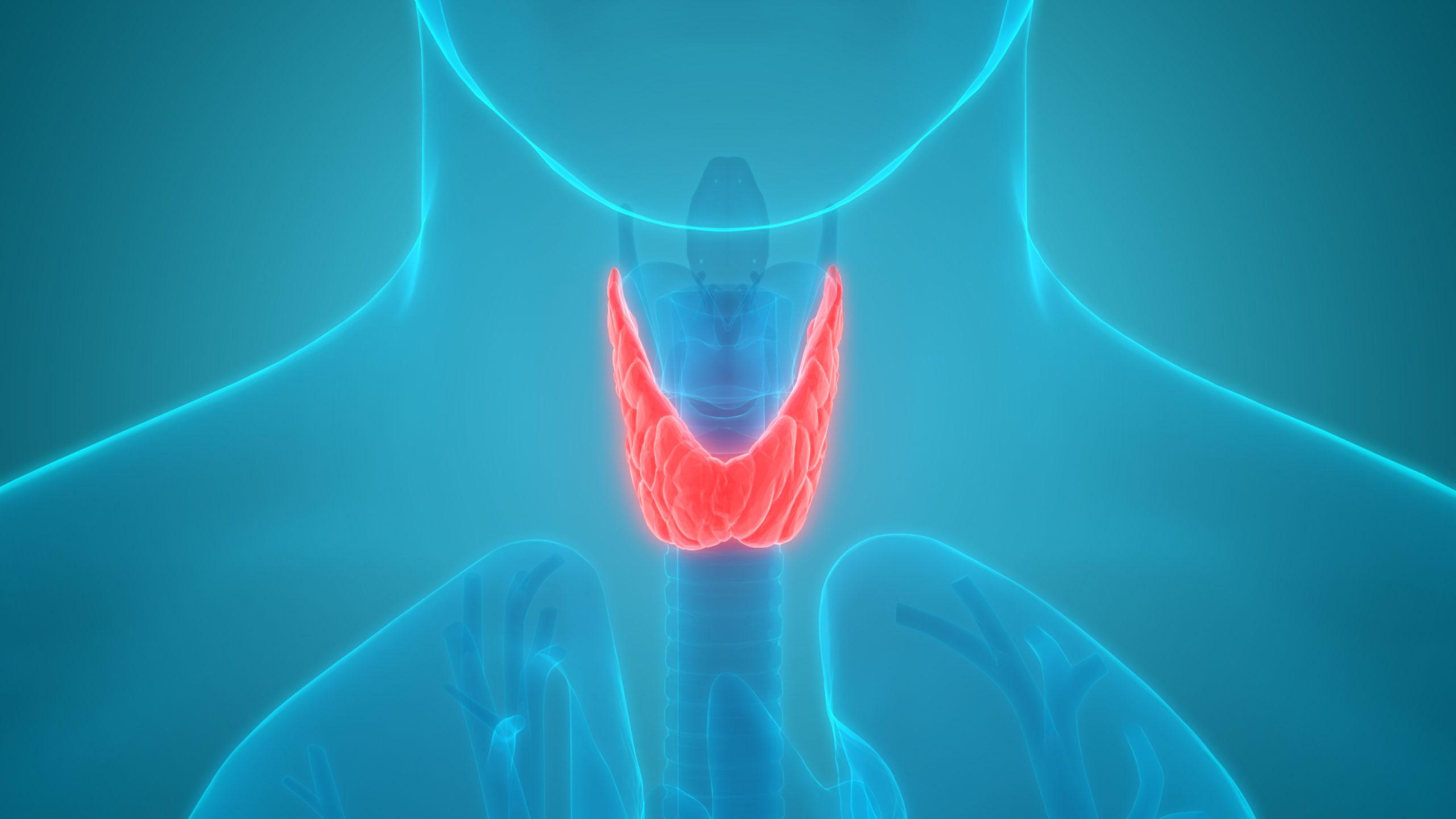 Thyroid Wallpapers - Top Free Thyroid Backgrounds - WallpaperAccess